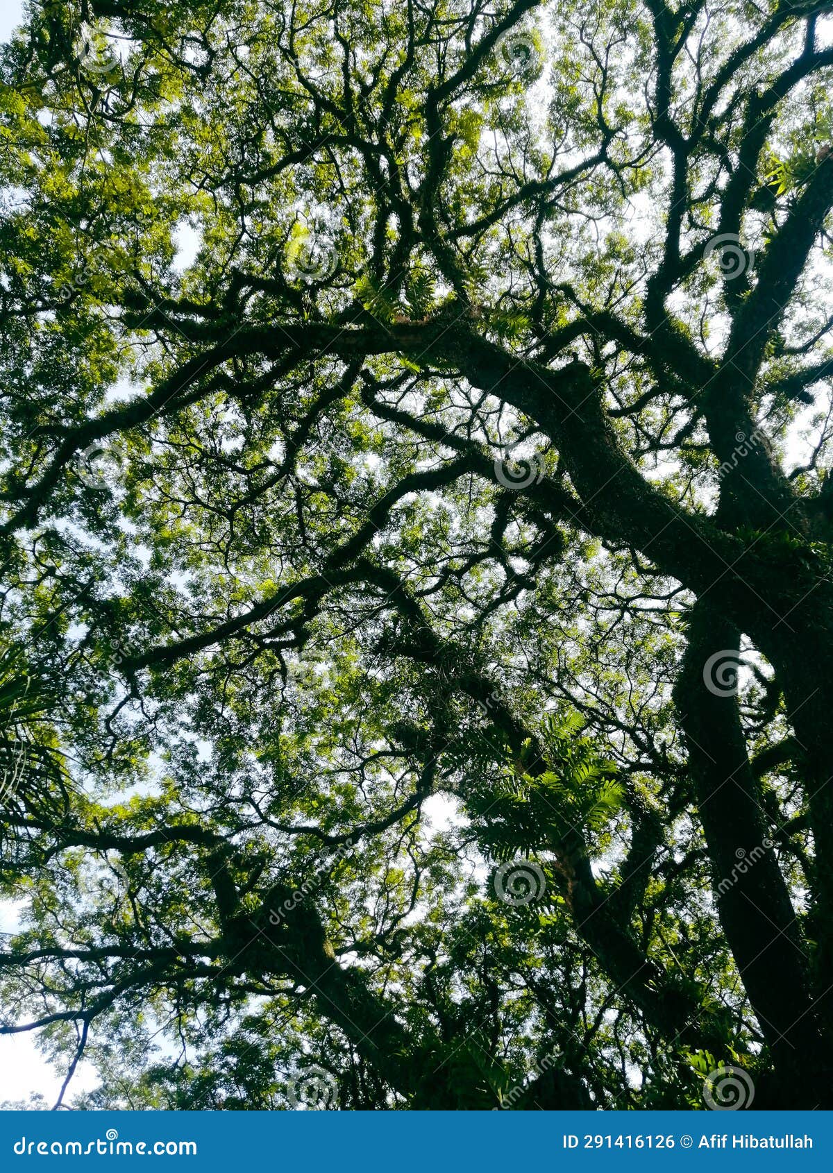 Branching of the Trunk from a Tree Stock Photo - Image of leaf, shrub ...