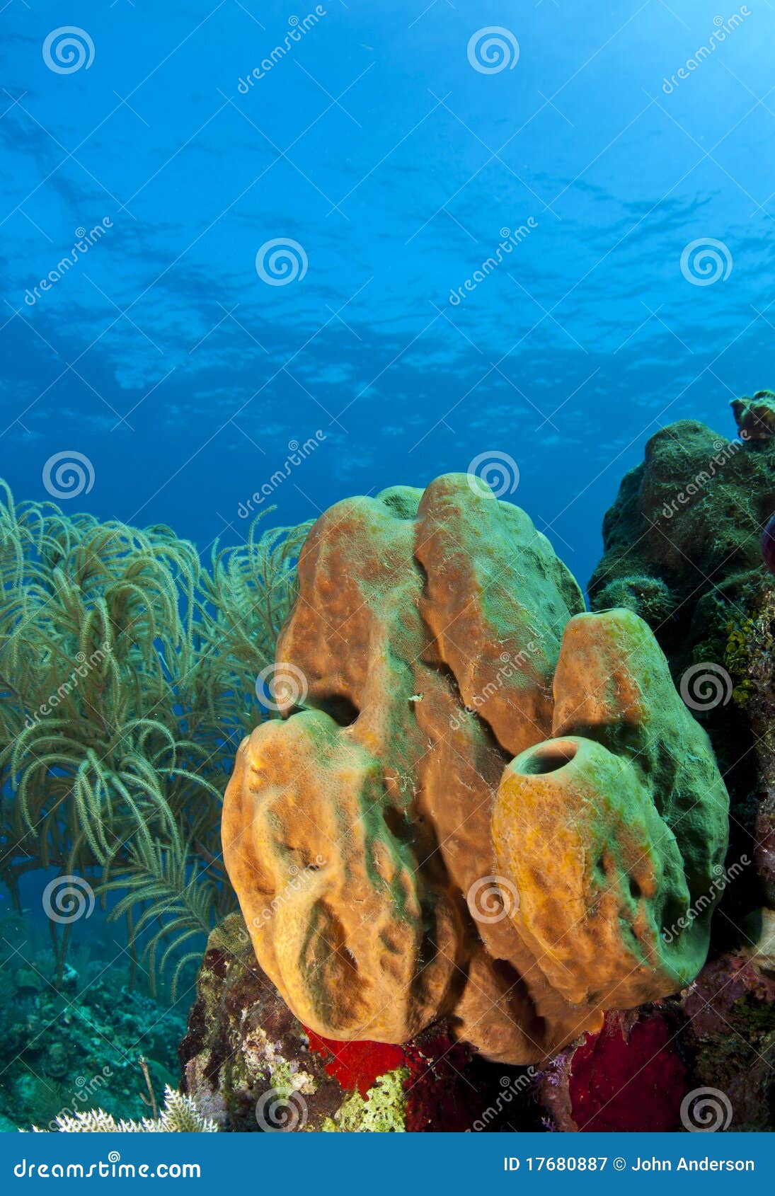 Branching tube sponge stock image. Image of island, roatan - 17680887