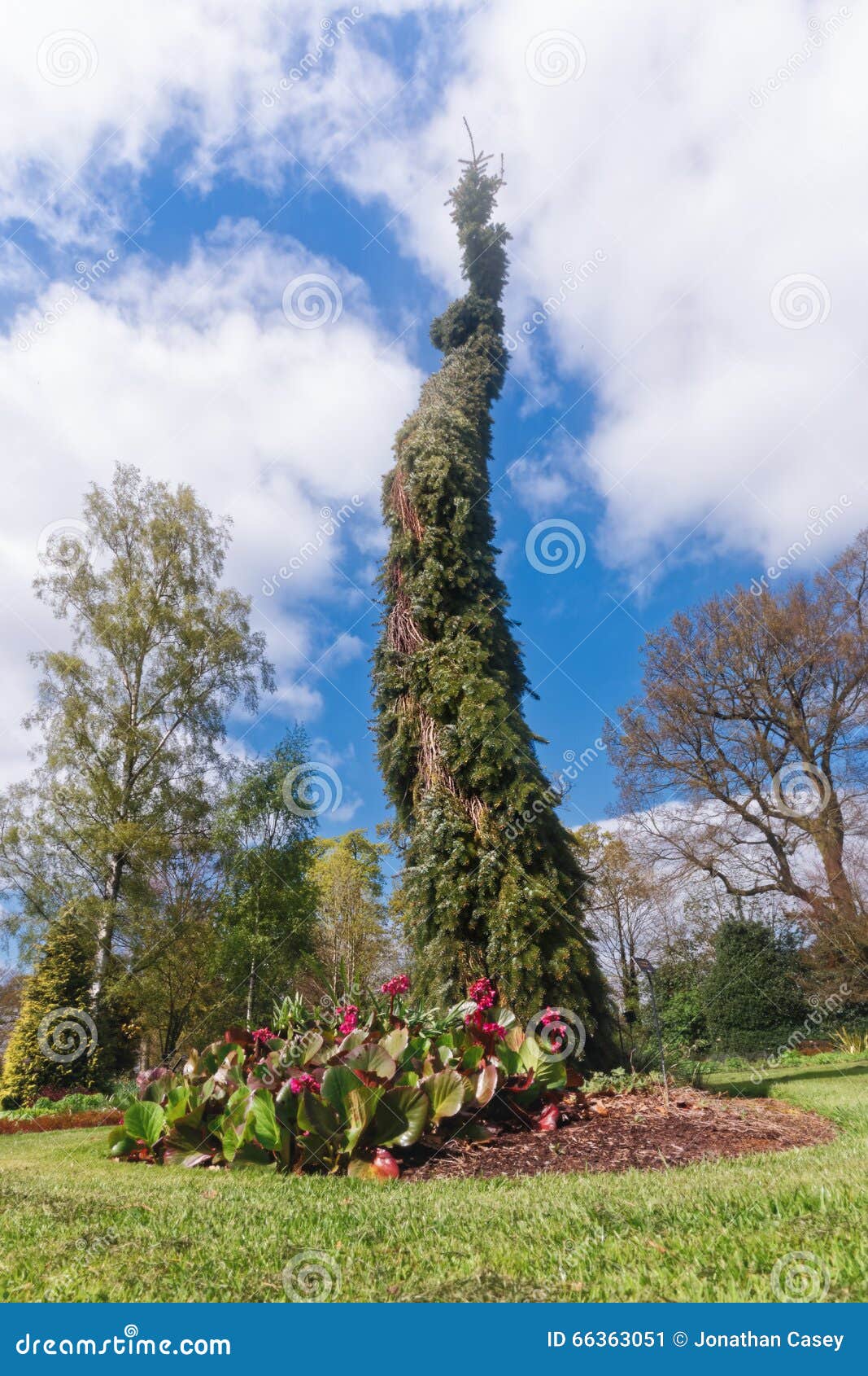 Branchless Tree Pointing Skywards Stock Image - Image of tree, wicker ...