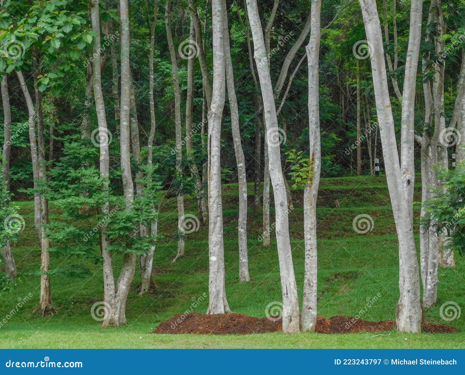 Branchless Tree Trunks in a Forest Stock Image - Image of forest ...