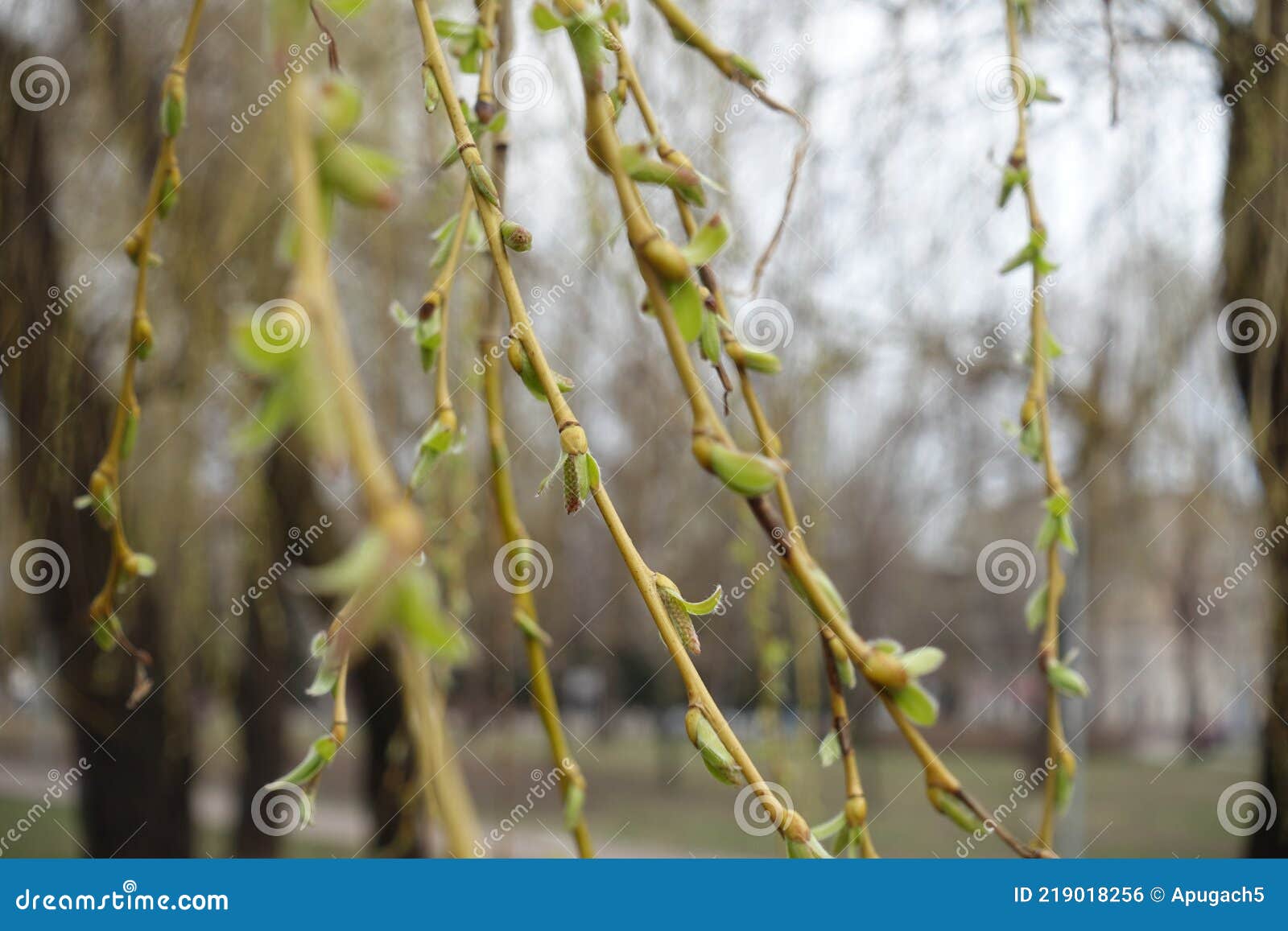 Branchlets of Weeping Willow with Opening Buds Stock Photo - Image of ...