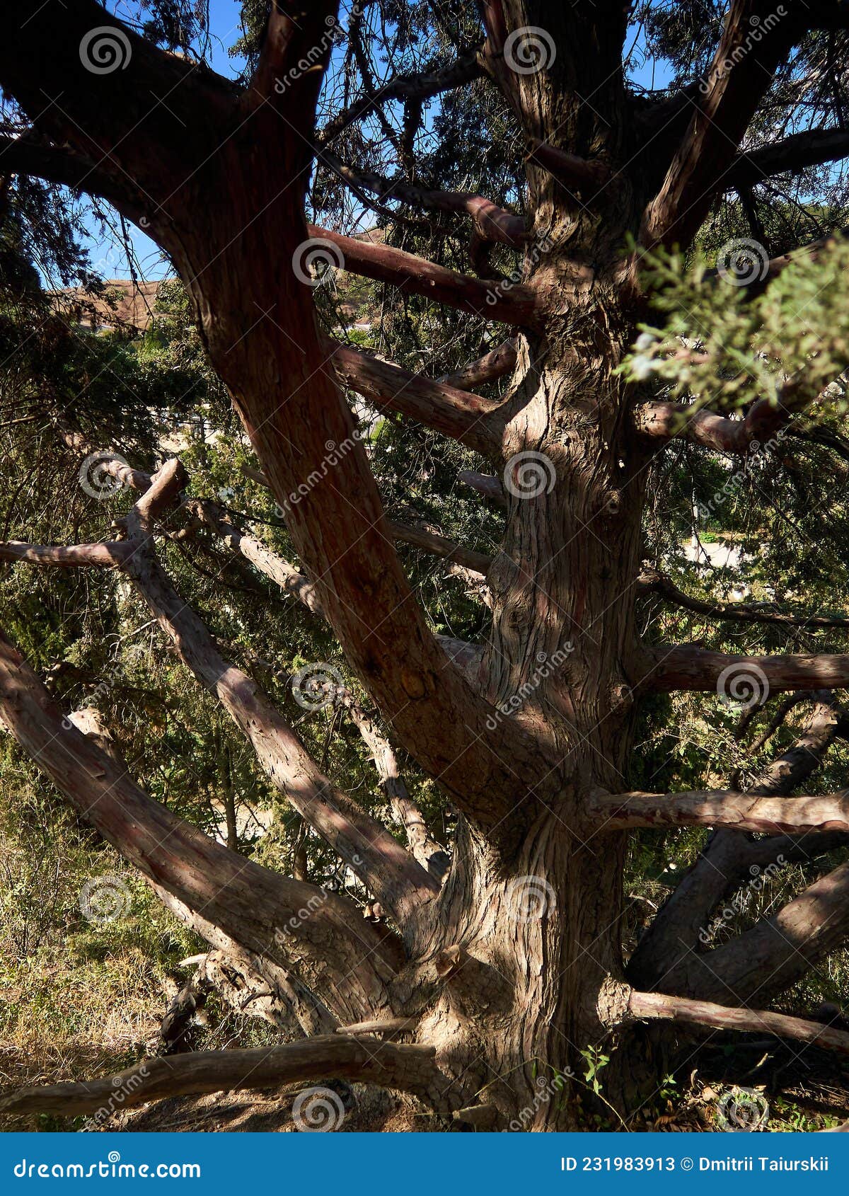 A Branchy, Bizarrely Shaped Juniper Tree Stands Under the Bright Rays ...