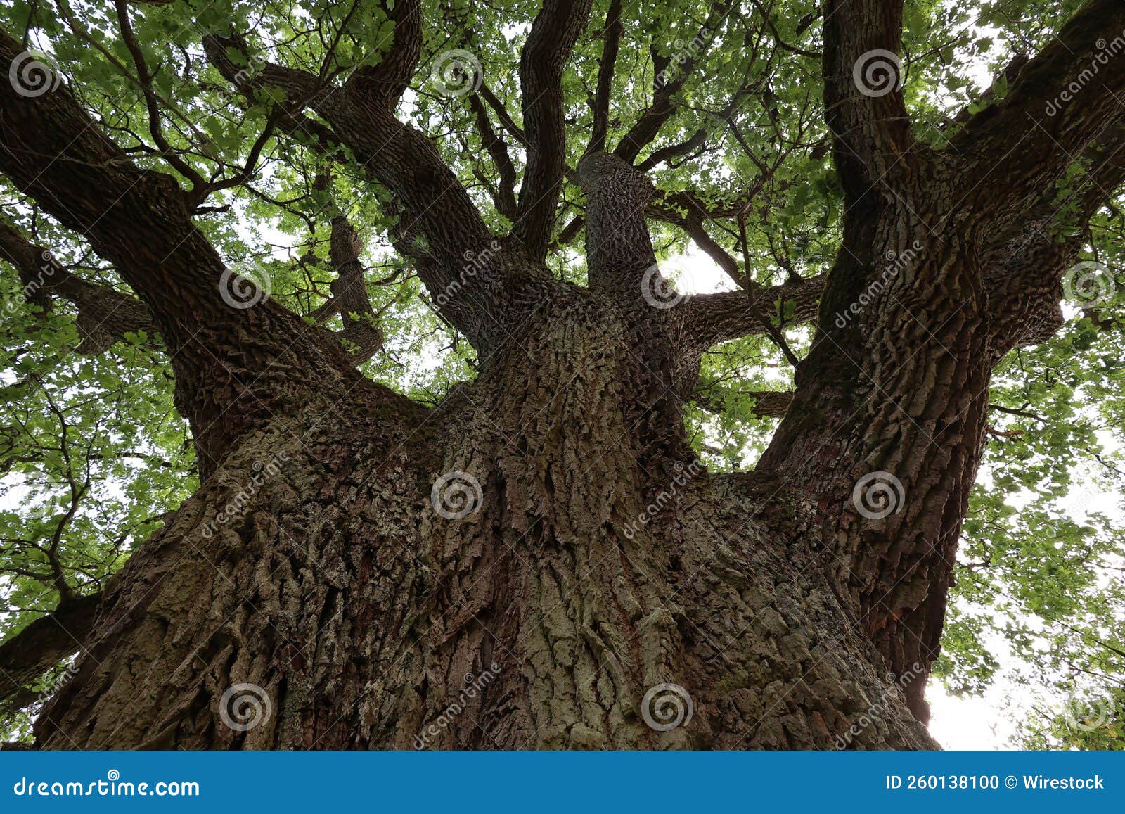 Branchy Crown and Trunk of a Millennium Oak Stock Photo - Image of ...