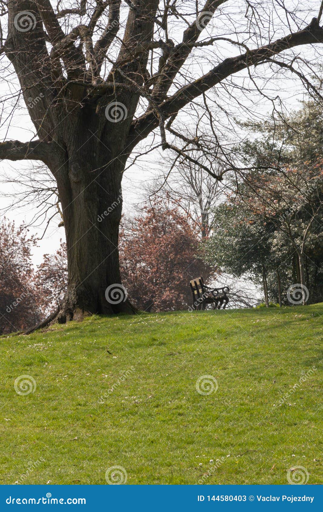 Full Grown Tree with a Bench Next To it Stock Image - Image of bristol ...