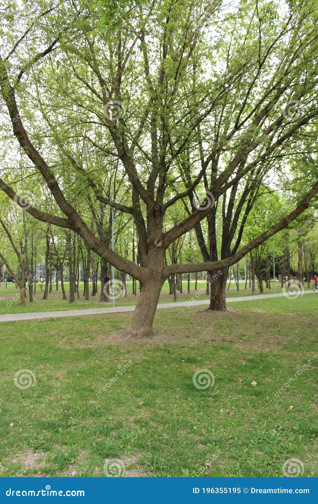 Branchy Big Old Tree In Japanese Forest, Mystery Fairytale Concept ...