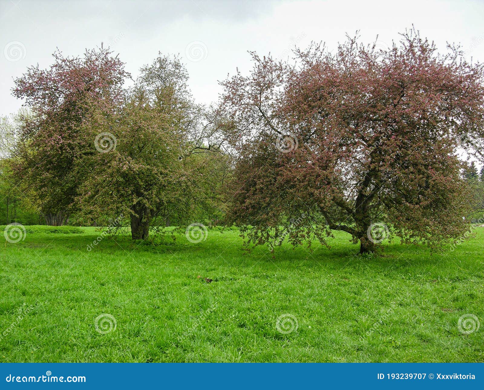 Branchy Trees and Green Grass Stock Image - Image of branchy, nature ...