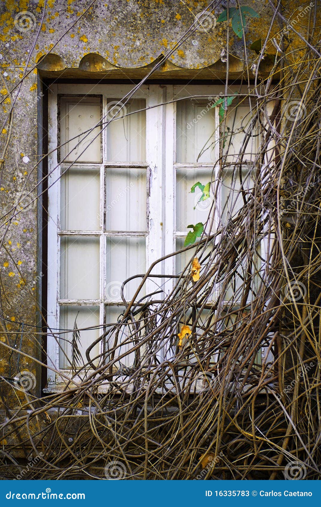Branchy Window stock image. Image of habitation, green - 16335783