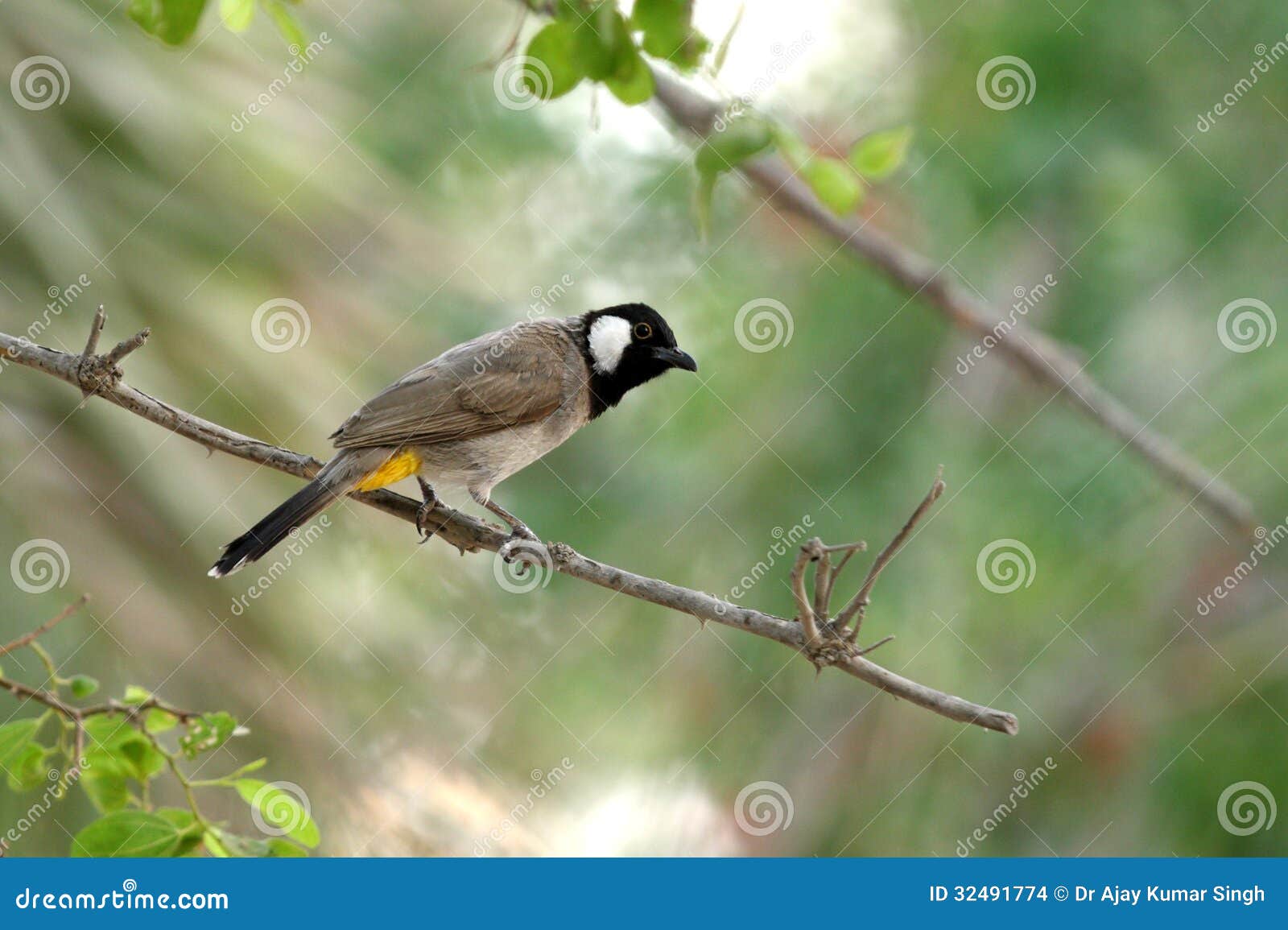 Branco Bonito Bulbul Cheeked Foto de Stock - Imagem de comum, fauna ...