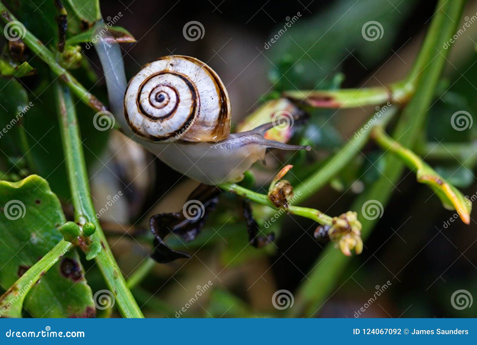 Branded Snail, Cepaea Hortensis Stock Photo - Image of snail, wildlife ...
