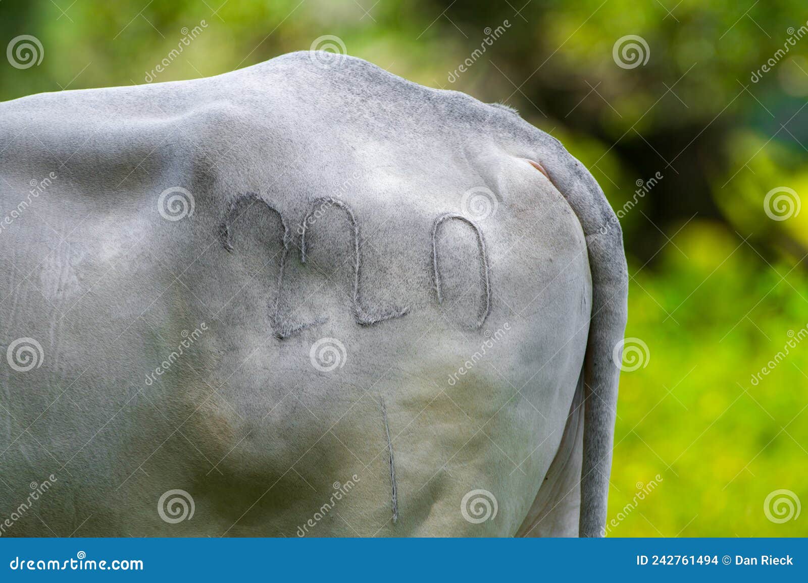 Branding Number on Livestock Stock Photo - Image of marking, dairy ...