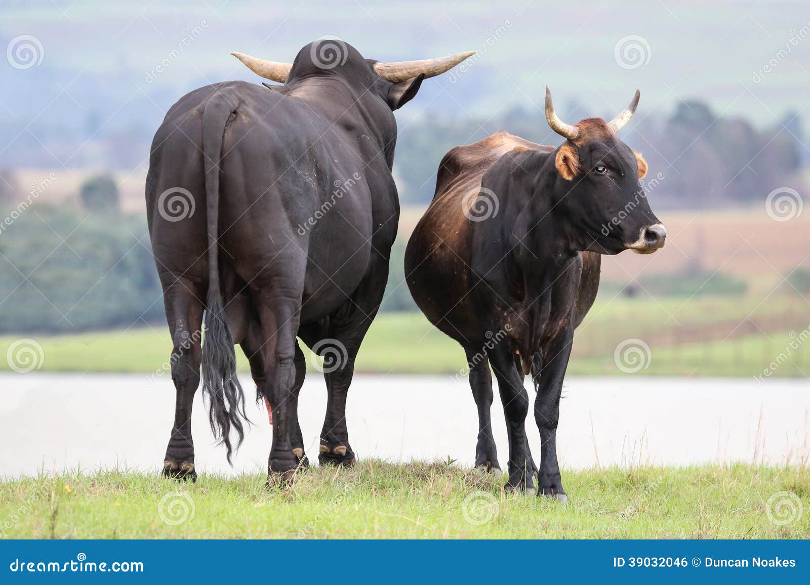 Brangus Cattle Breeding stock photo. Image of livestock - 39032046