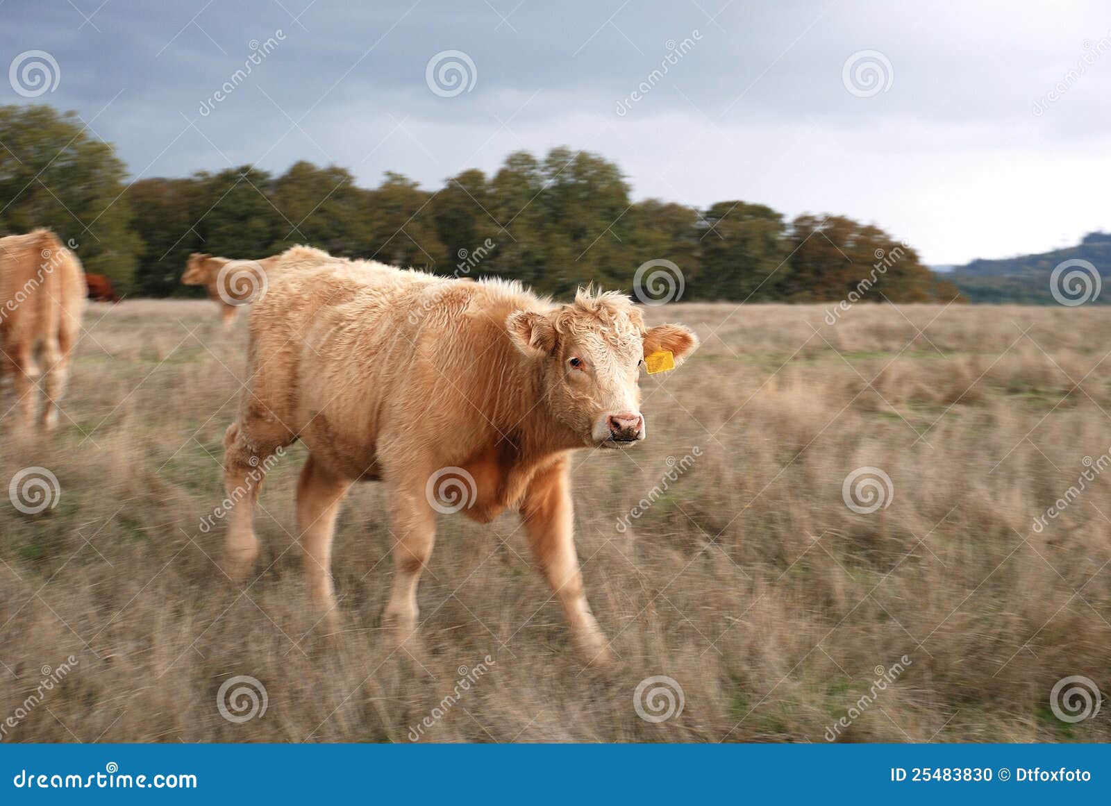Brangus Steer stock photo. Image of herd, farm, brangus - 25483830