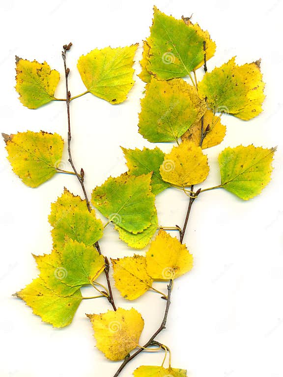 Branh of a birch stock image. Image of leaf, autumn, yellow - 3581861