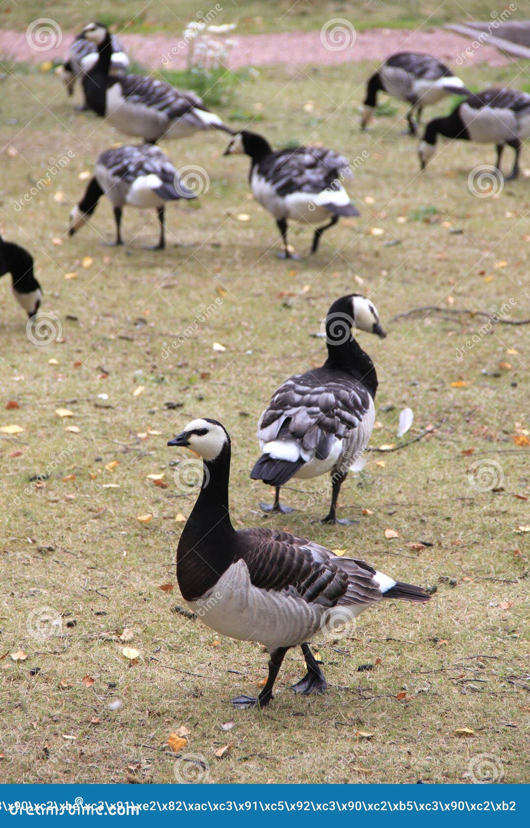 Brant bird one stock image. Image of chick, environment - 153860857
