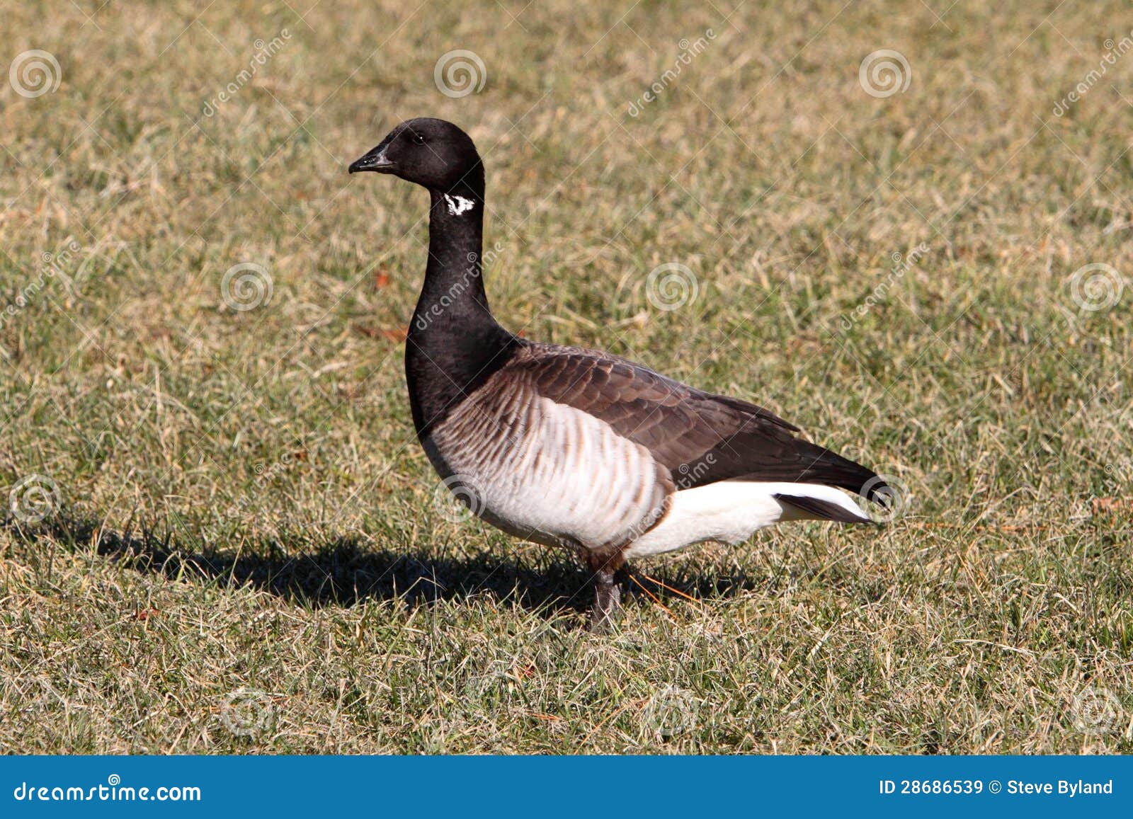 Brant (Branta Bernicla) on a Grassy Field Stock Image - Image of branta ...