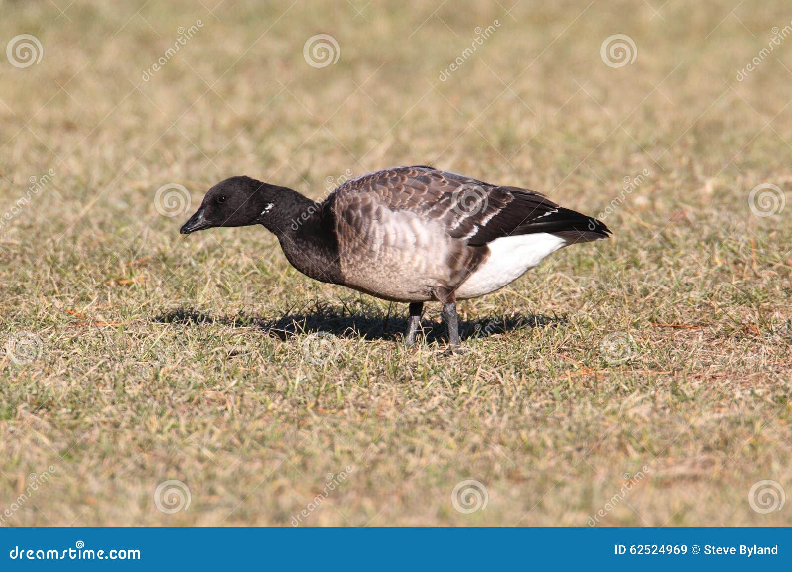 Brant (Branta Bernicla) on a Grassy Field Stock Image - Image of nature ...