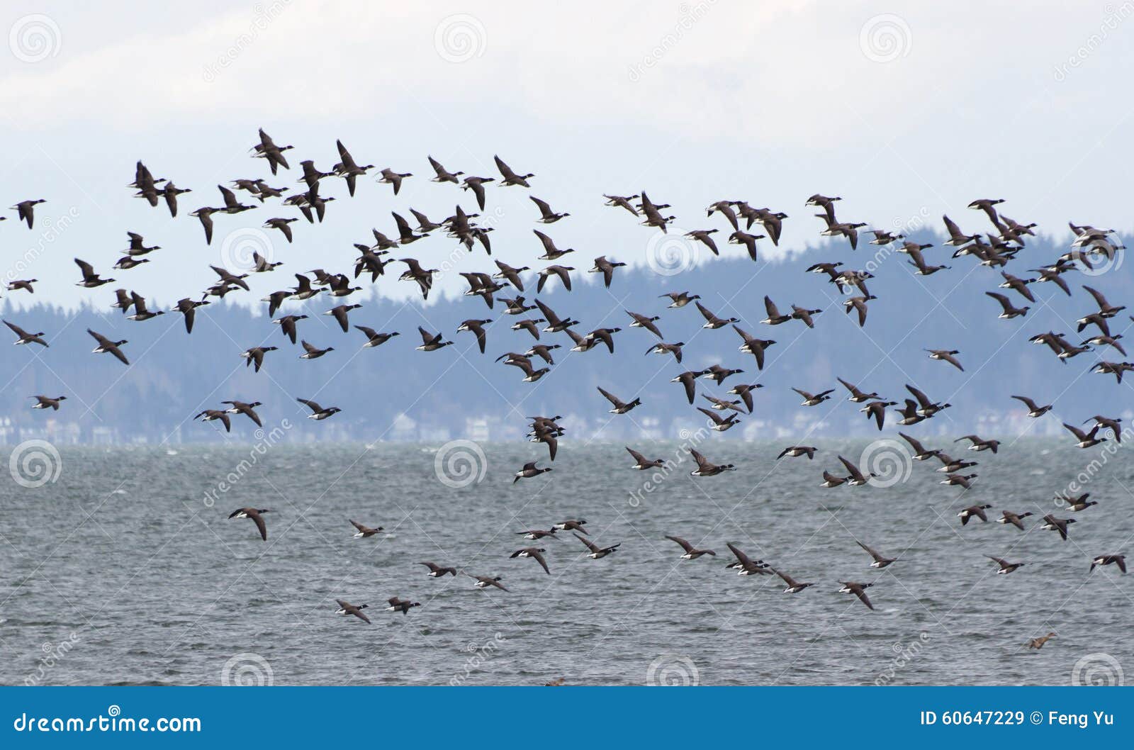 Brant stock image. Image of geese, delta, vancouver, nature - 60647229