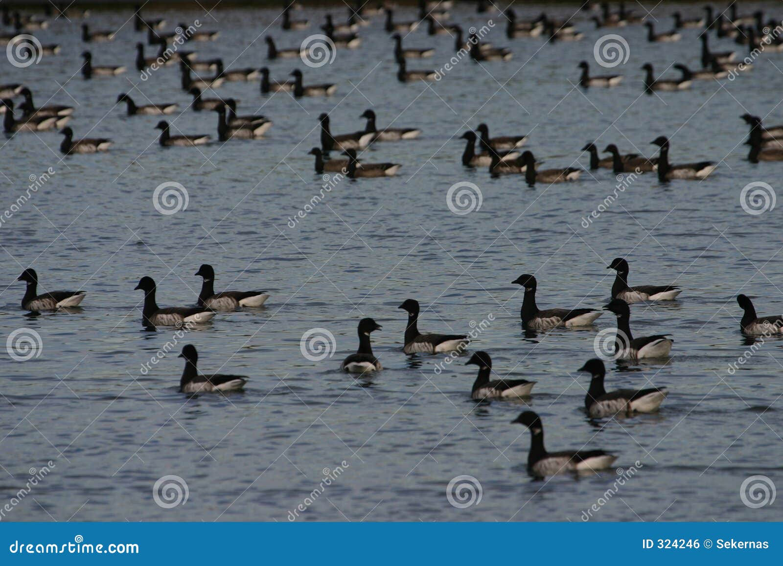 Brant geese stock photo. Image of brant, blue, animal, flock - 324246