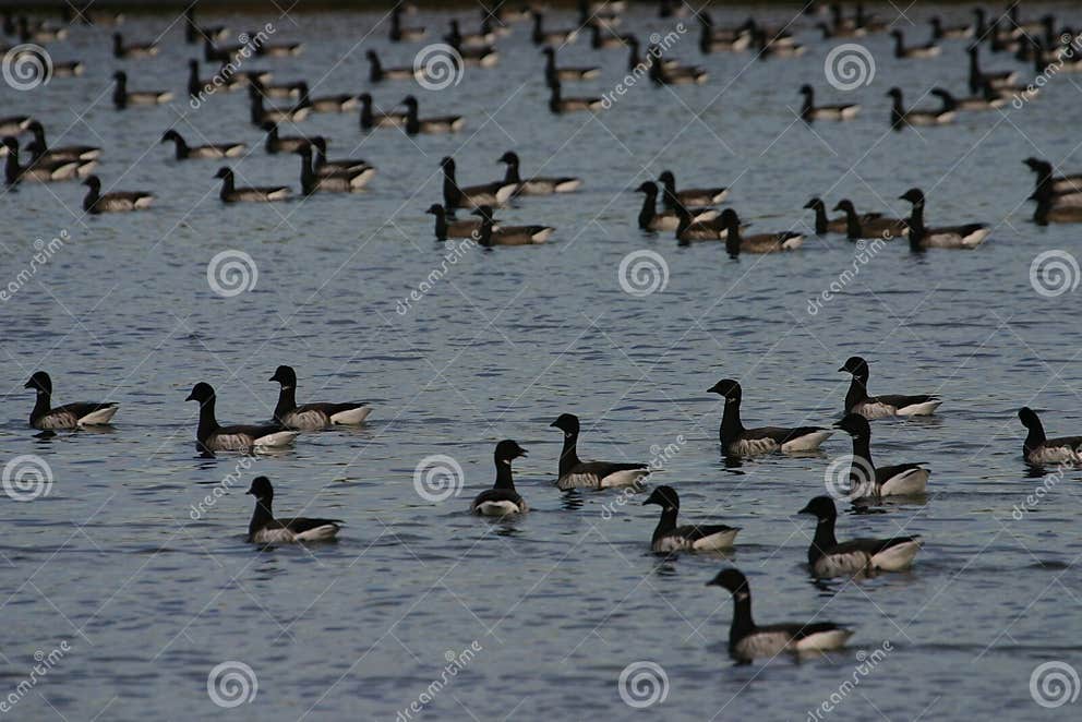 Brant geese stock photo. Image of brant, blue, animal, flock - 324246