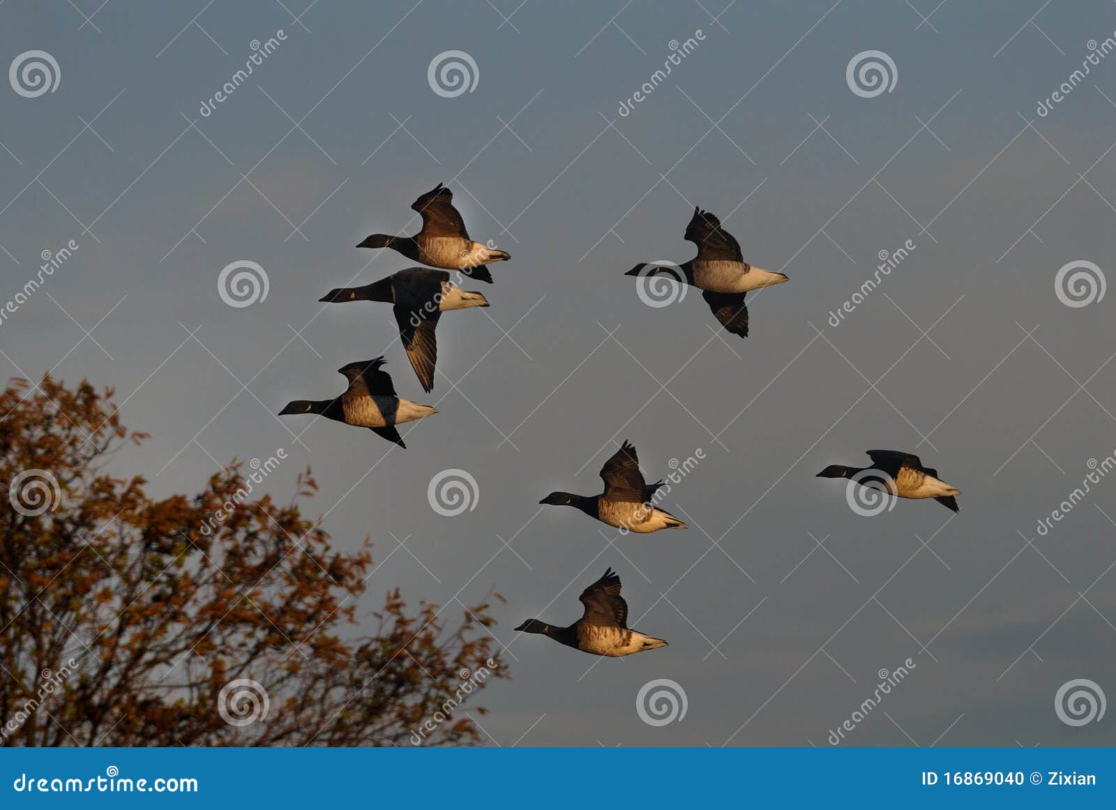 Brant (geese) flying stock photo. Image of brant, group - 16869040