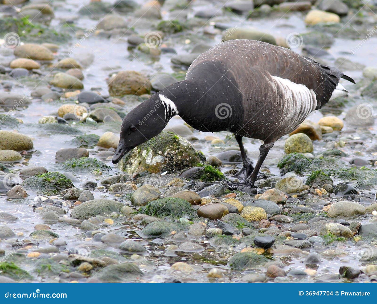 Brant Goose Feeding on the Beach Stock Photo - Image of bird, black ...