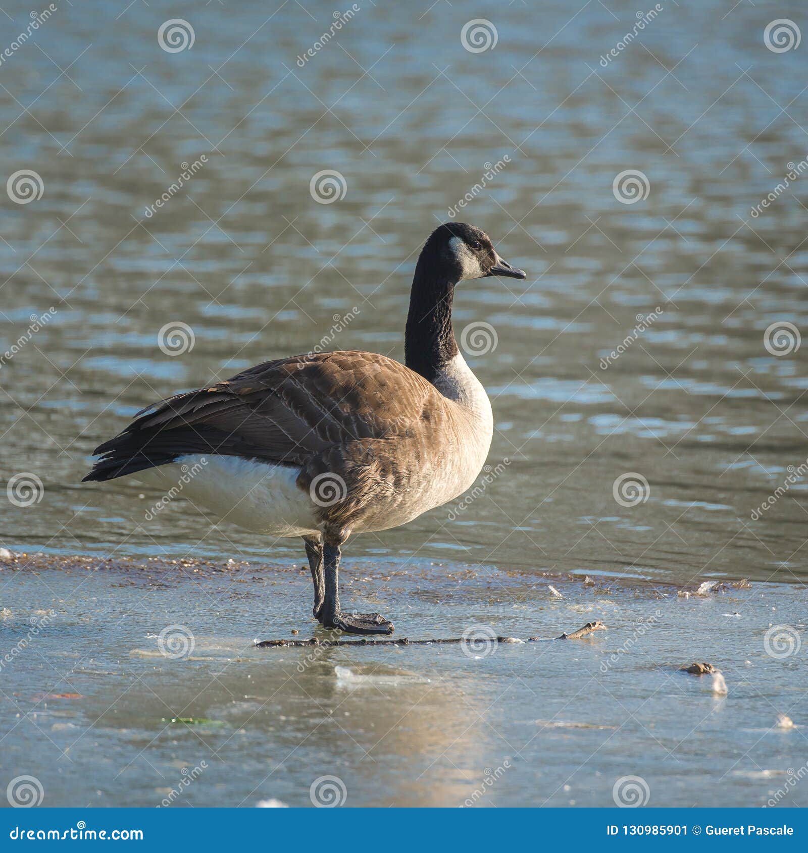 Brant Goose stock image. Image of duckling, beak, natural - 130985901