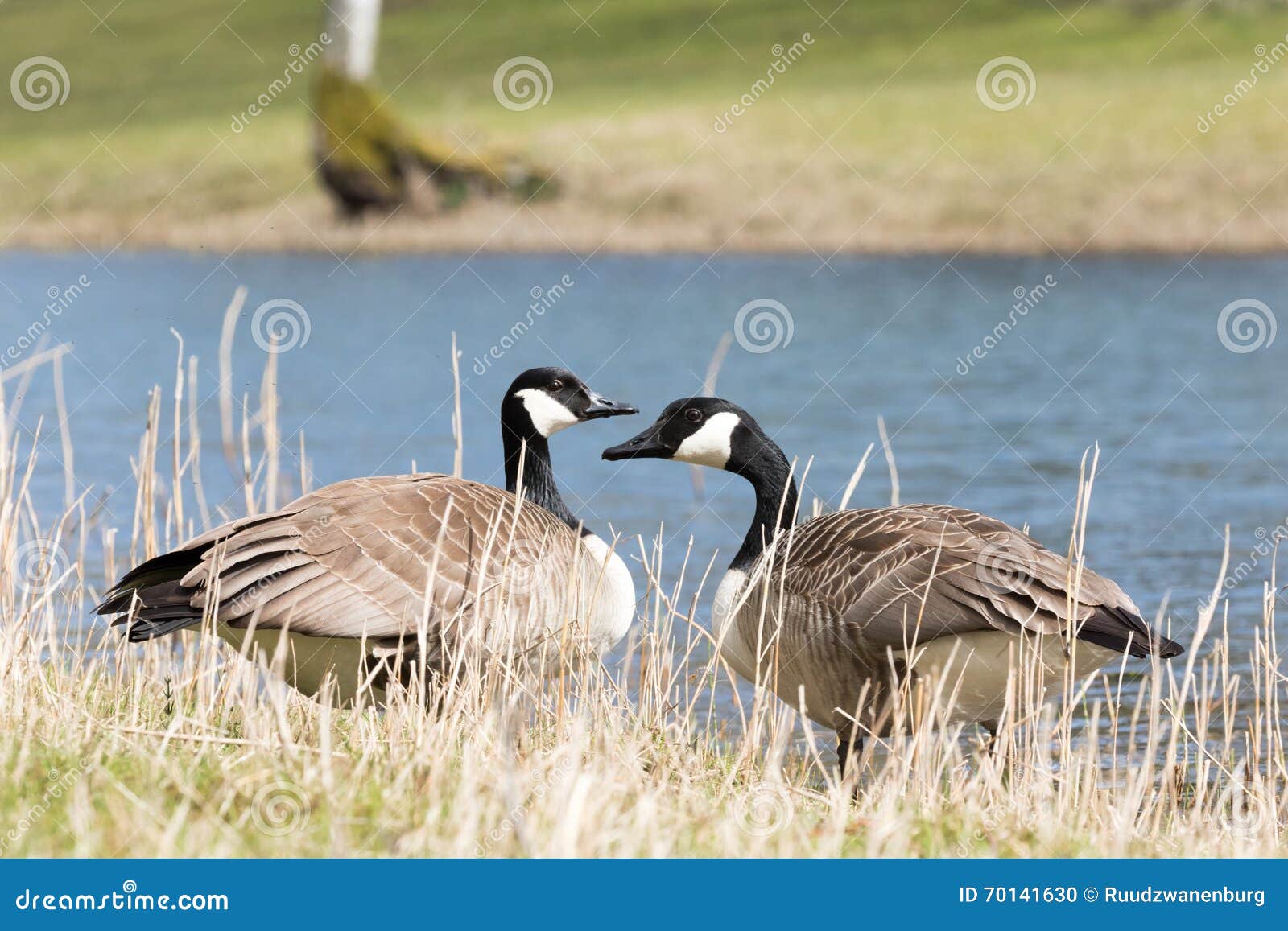 Brant goose stock photo. Image of animal, goose, waterline - 70141630