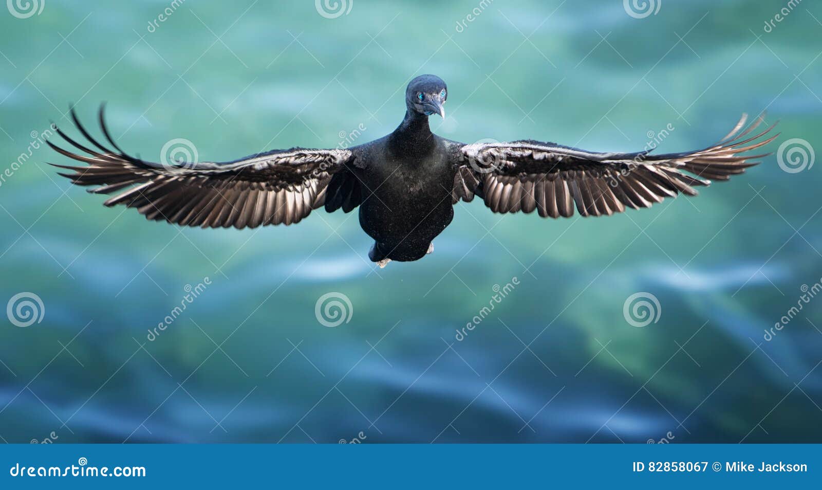 Brant`s Cormorant stock image. Image of beautiful, scenic - 82858067
