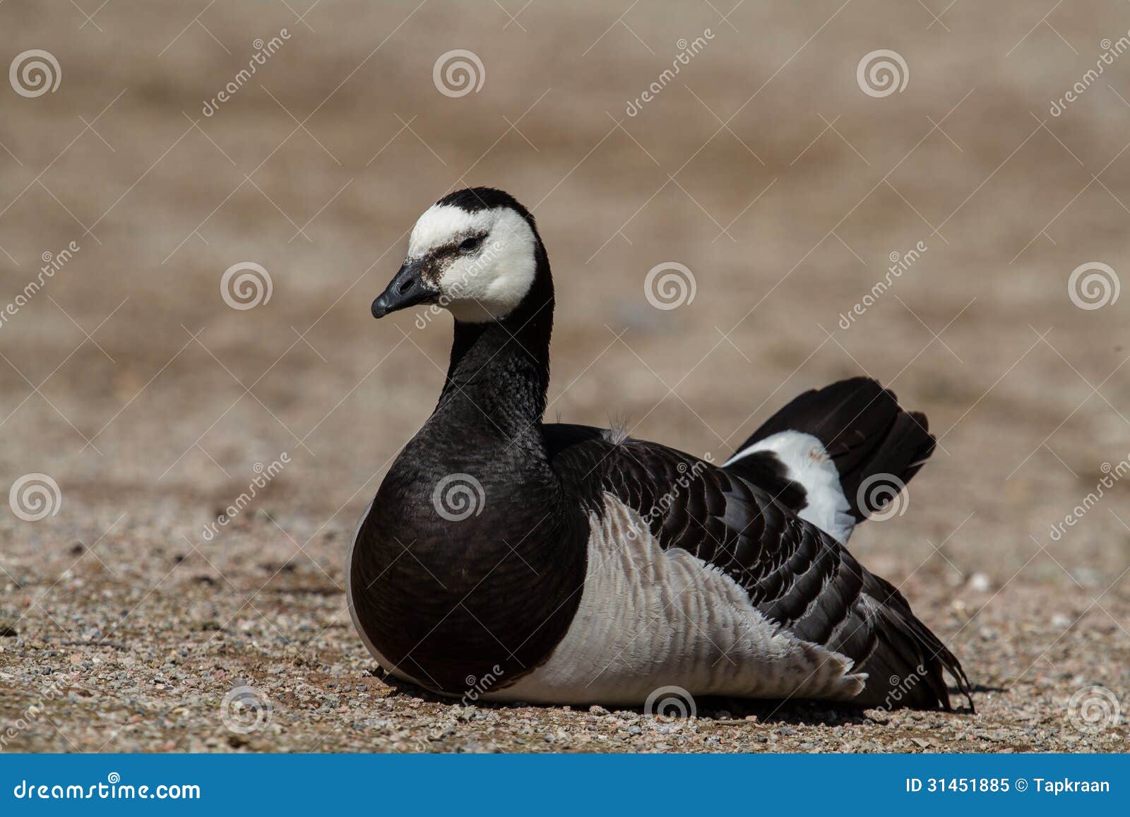 Branta leucopsis stock image. Image of flying, nature - 31451885