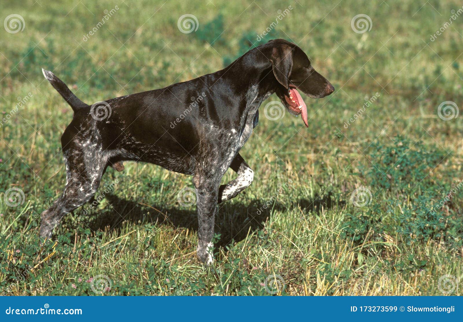 BRAQUE ALLEMAND stock image. Image of domestic, german - 173273599