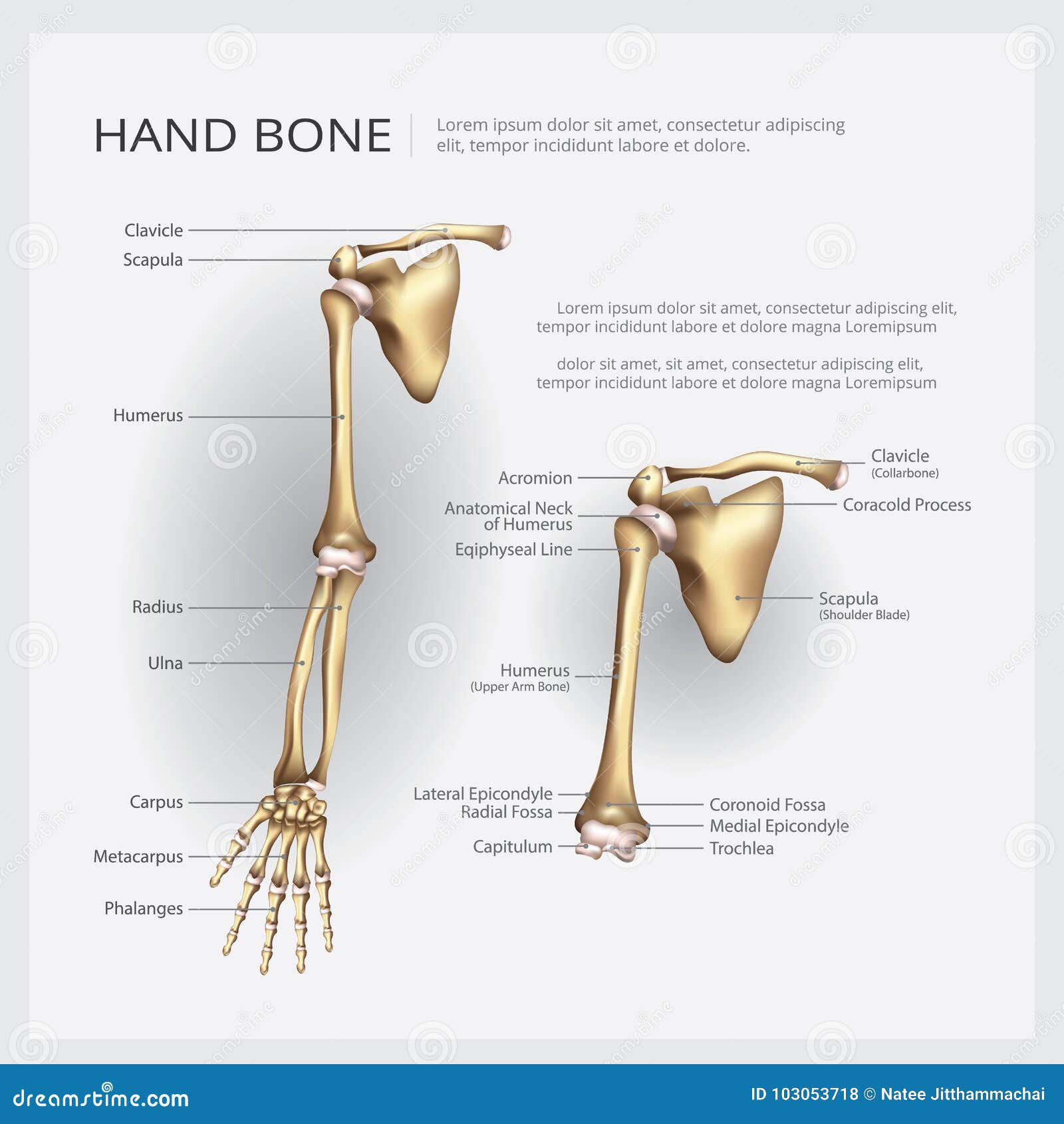 Bras D'anatomie Et Os De Main Humains Illustration de Vecteur ...