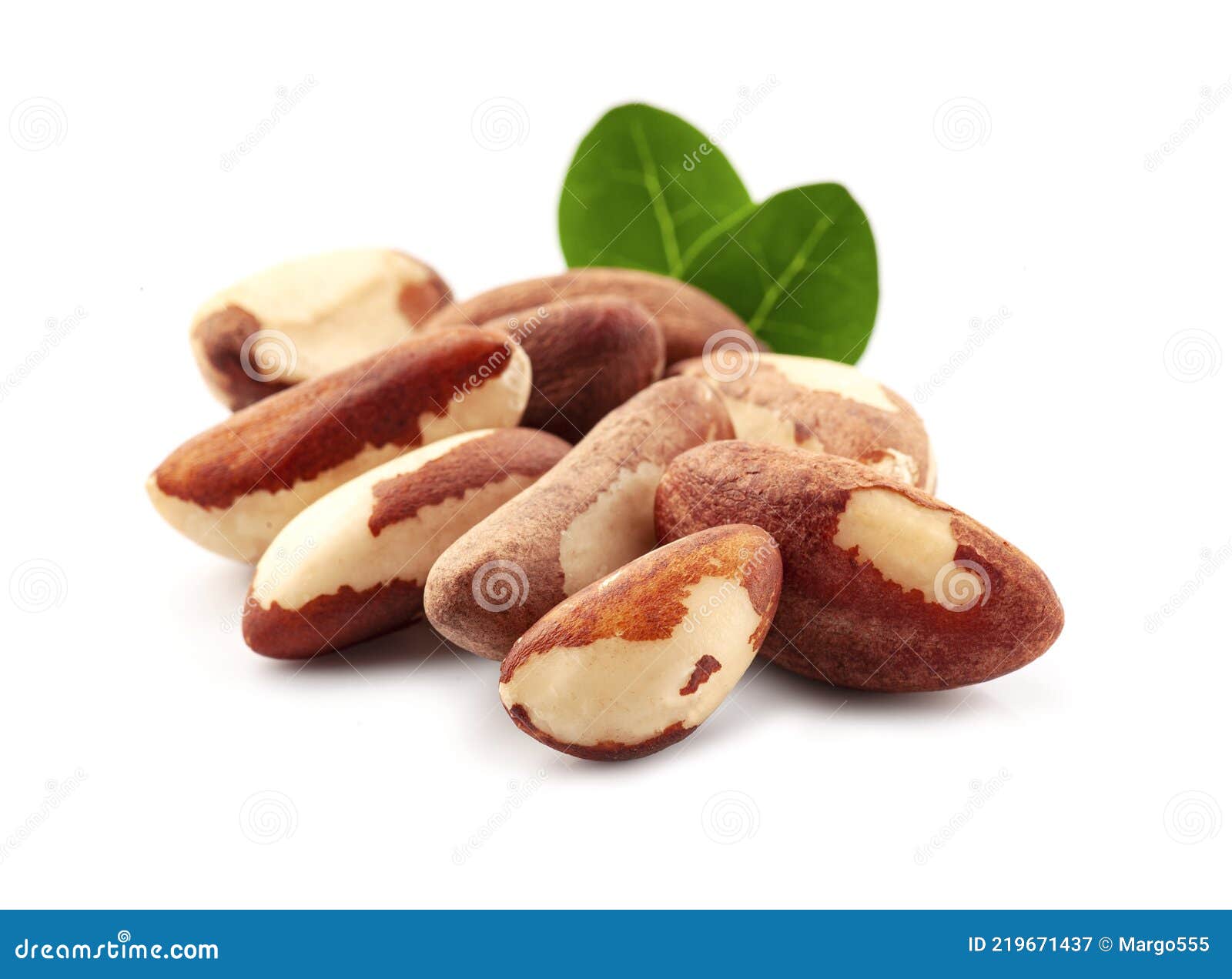 Gum Nuts And Leaves Of Australian Native Eucalytpus Caesia Royalty-Free ...