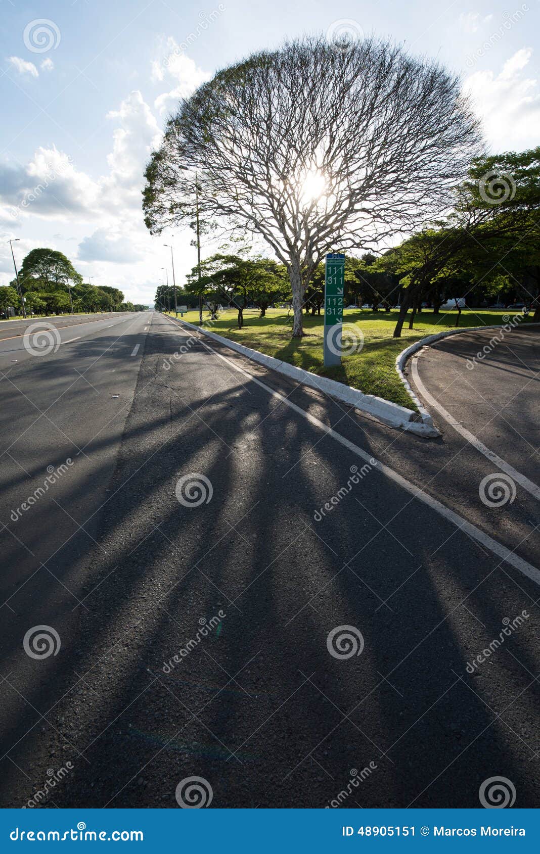 Brasilia s tree stock image. Image of street, brazil - 48905151