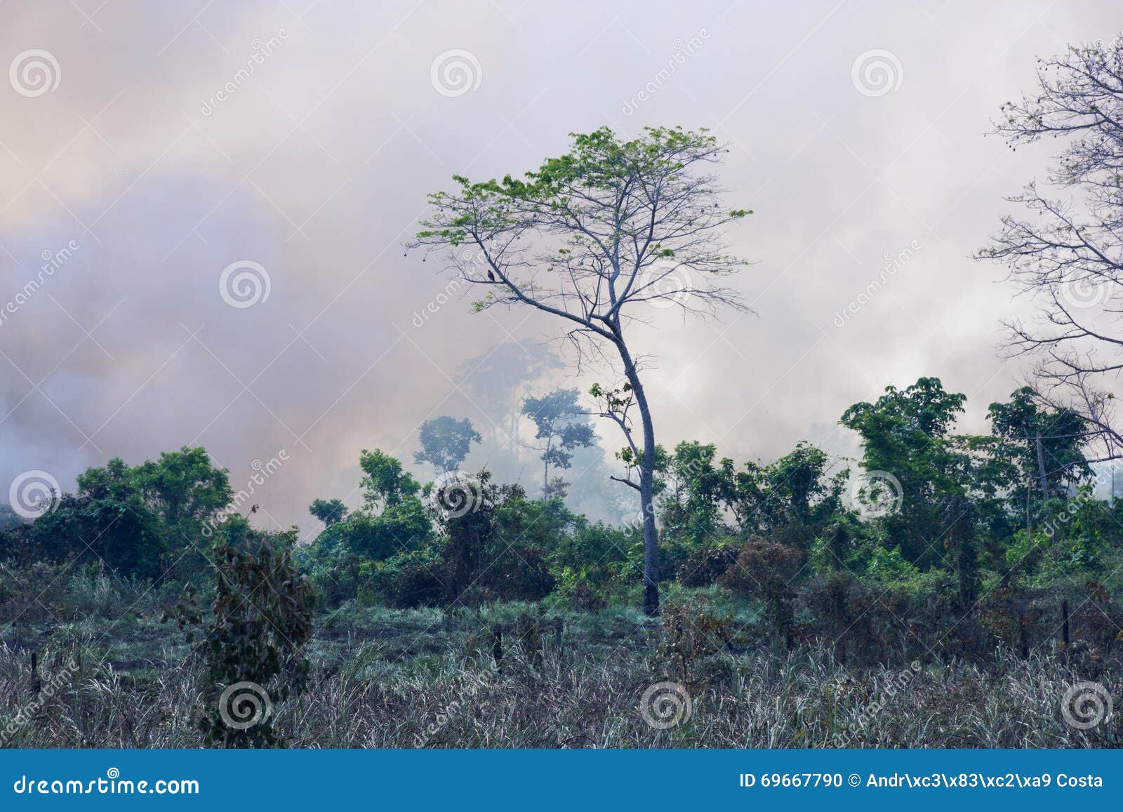 Brasilianer Amazonas, Der Das Brennen Brennt Stockfoto - Bild von ...