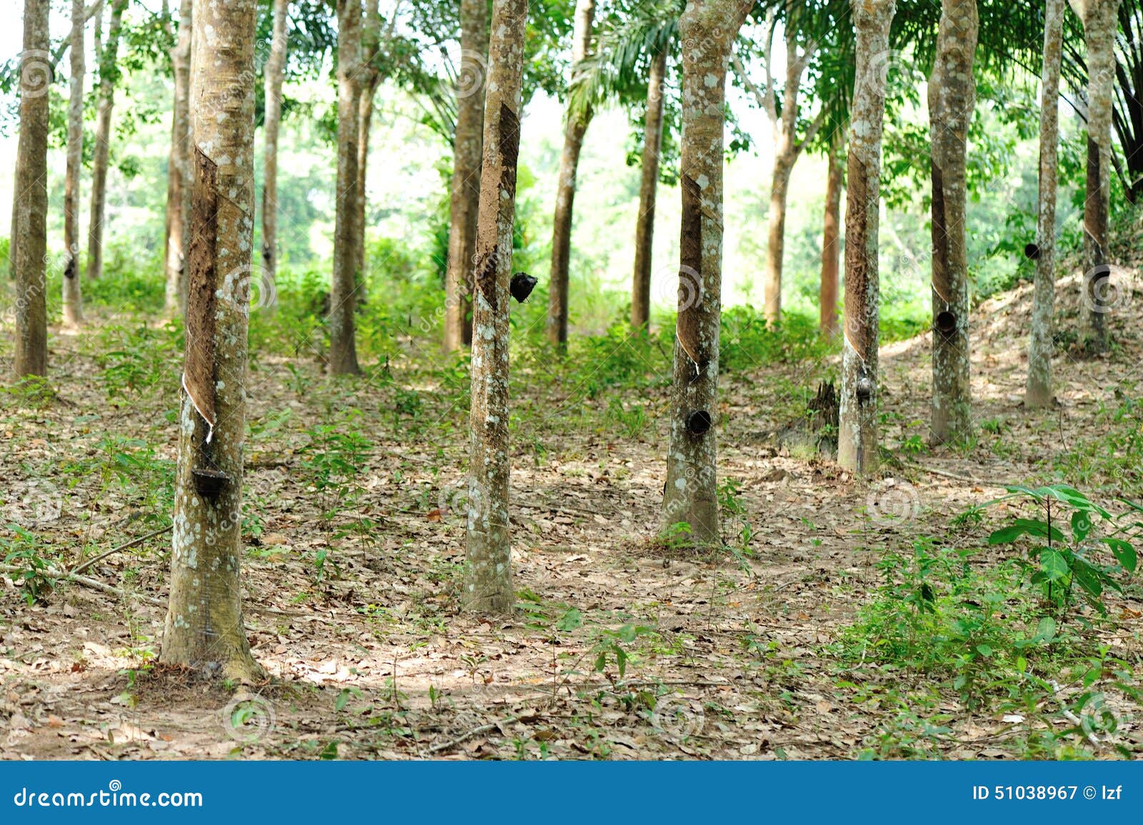 Brasiliensis de la Hevea imagen de archivo. Imagen de plantas - 51038967