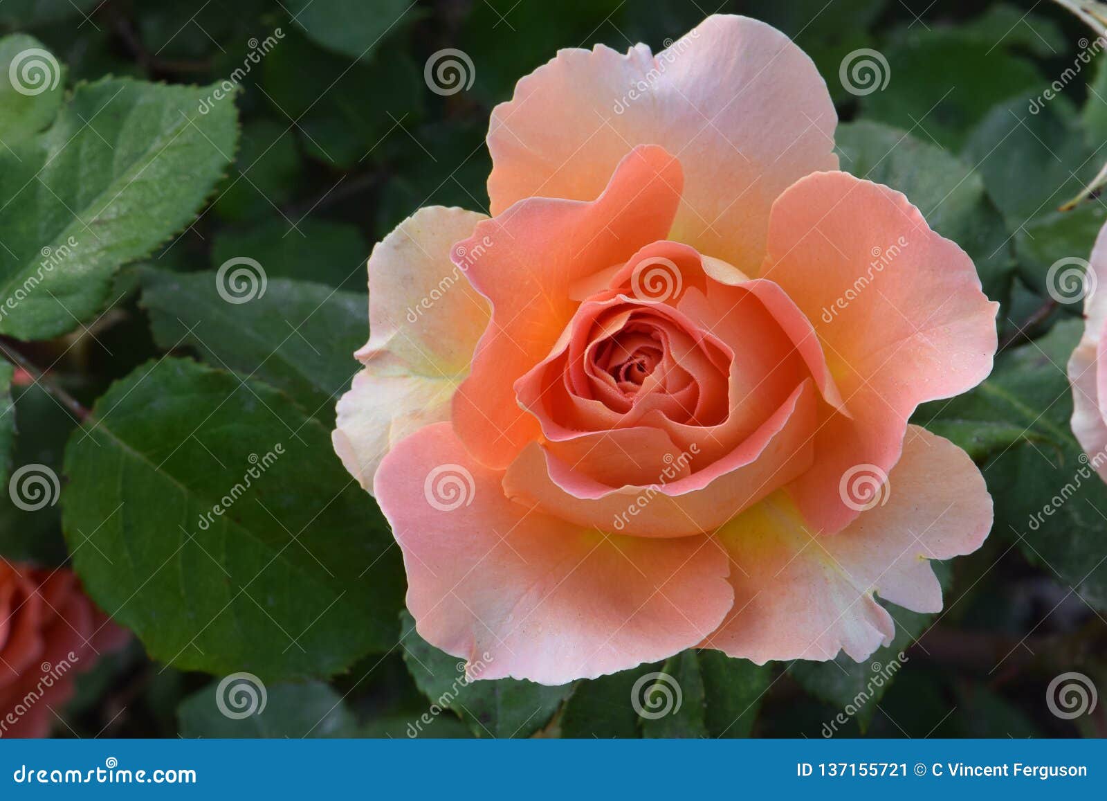 Brass Band Rose Flower on Bush Stock Image - Image of outdoor, brass ...