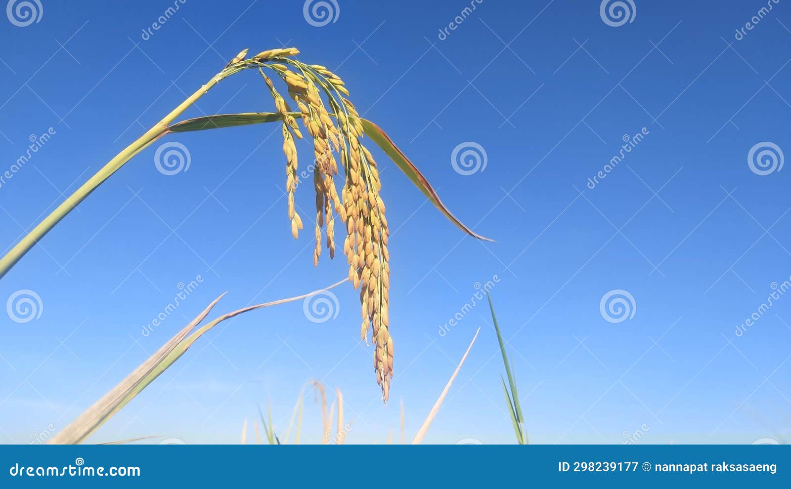 Brass-colored Rice Fields Glowing with a Blue Sky. Stock Image - Image ...