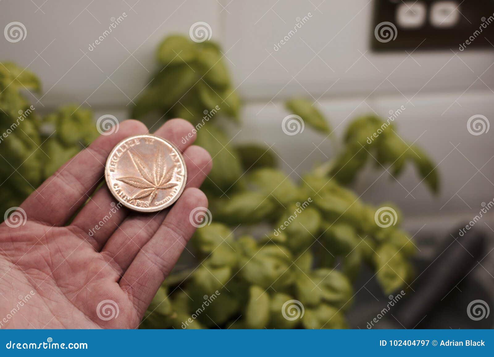 Brass marijuana coin stock image. Image of nature, hand - 102404797