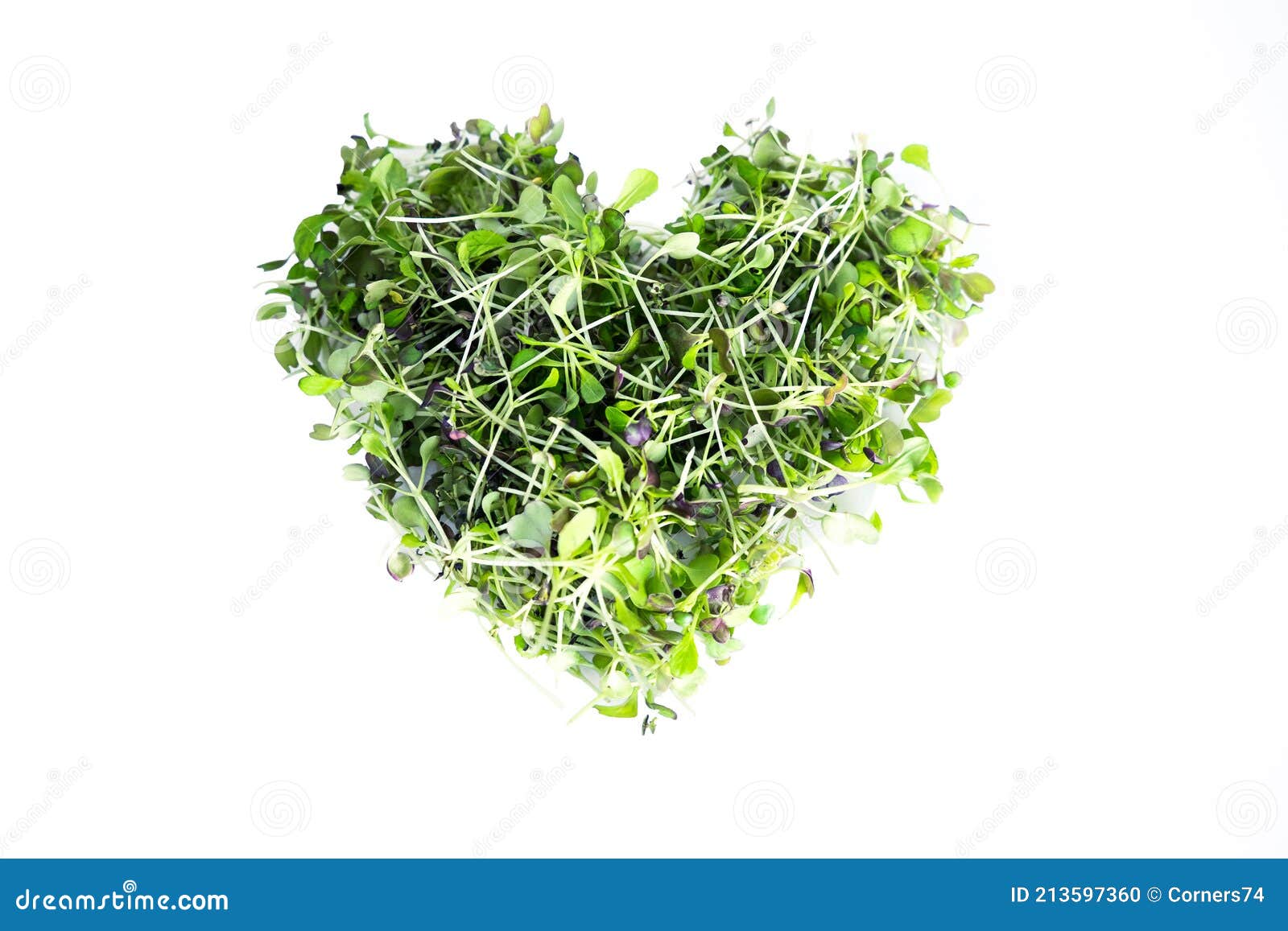 Red Cabbage Microgreens Stock Image | CartoonDealer.com #84442597