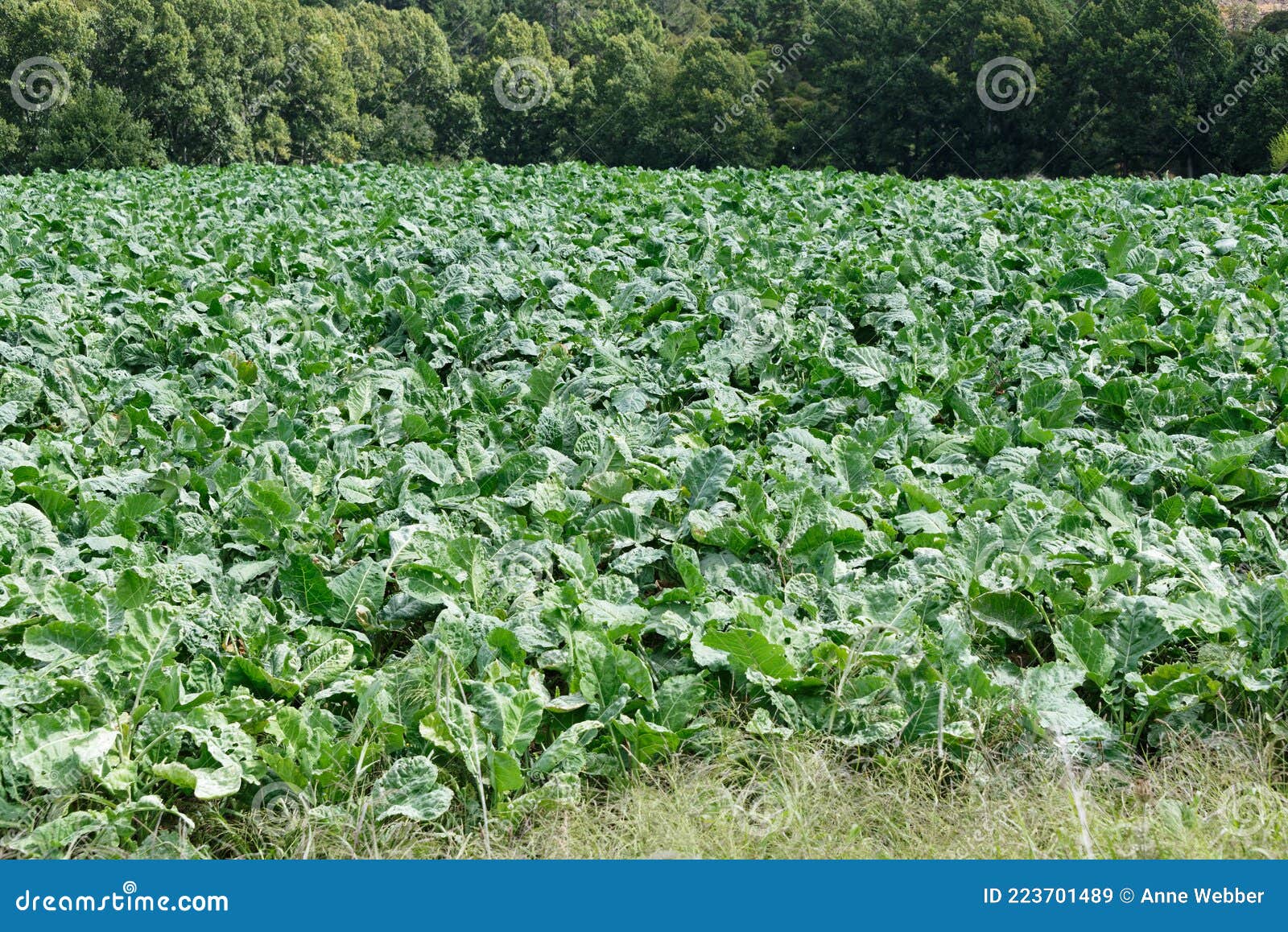 A Brassica Crop is Growing in a Paddock Stock Image - Image of ...