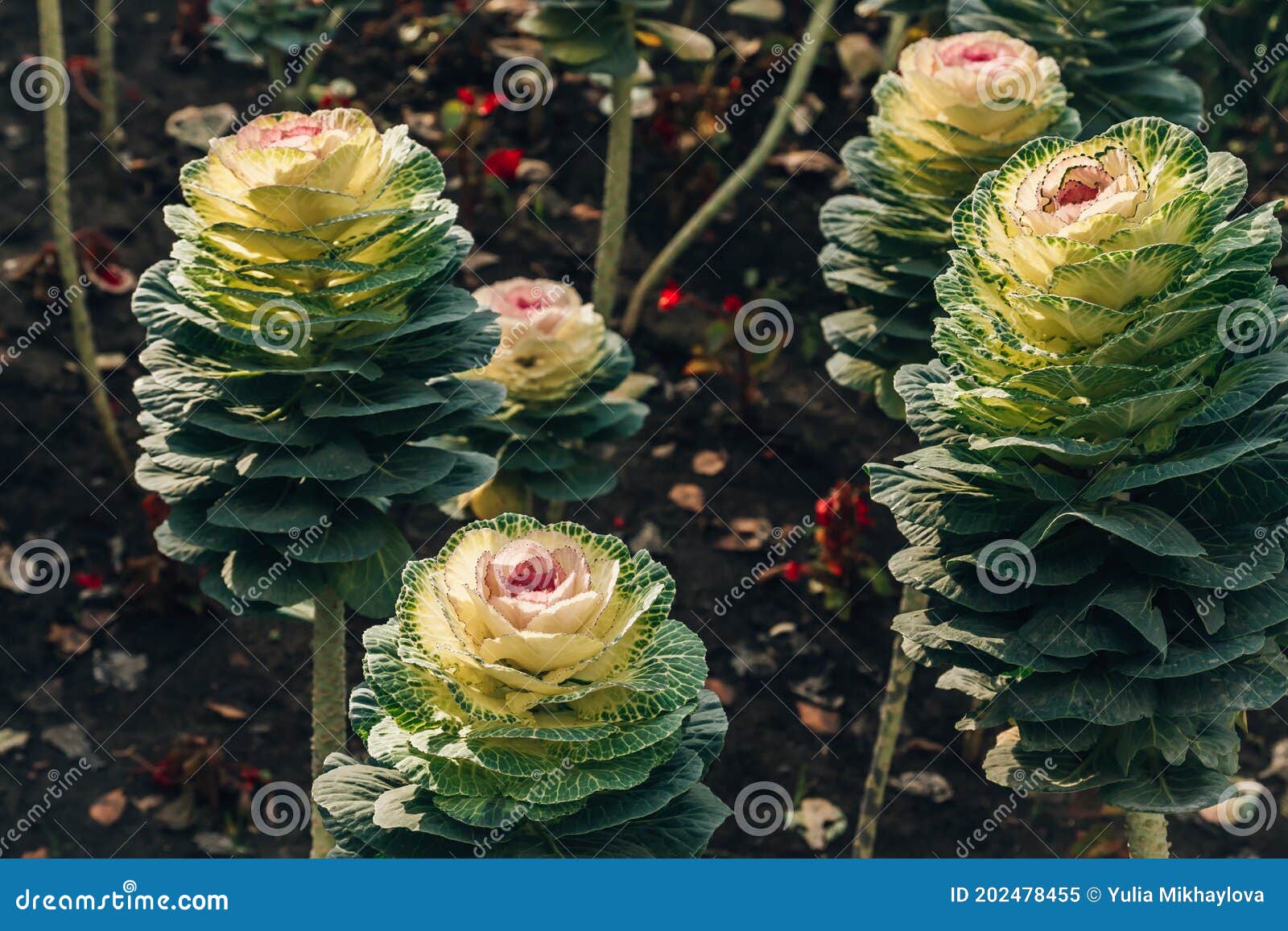 Brassica or Decay Cabbage Flowers Stock Image - Image of fall ...
