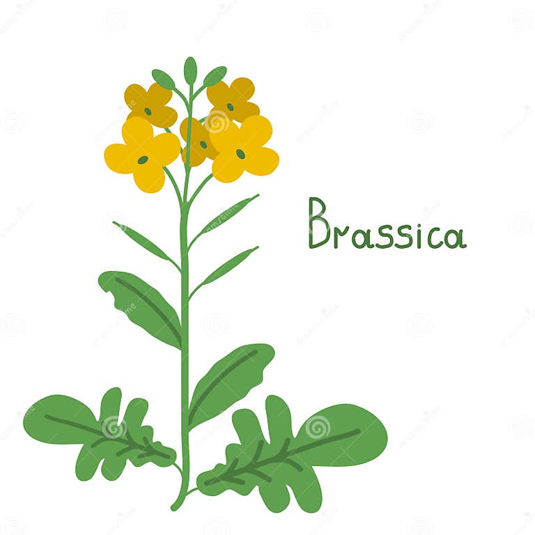 Brassica Napus Illustration Stock Vector - Illustration of decorative ...