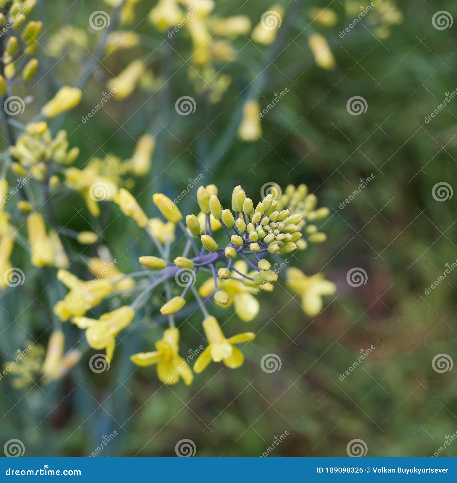 Brassica Oleracea. Flores De Repollo. Foto de archivo - Imagen de verde ...