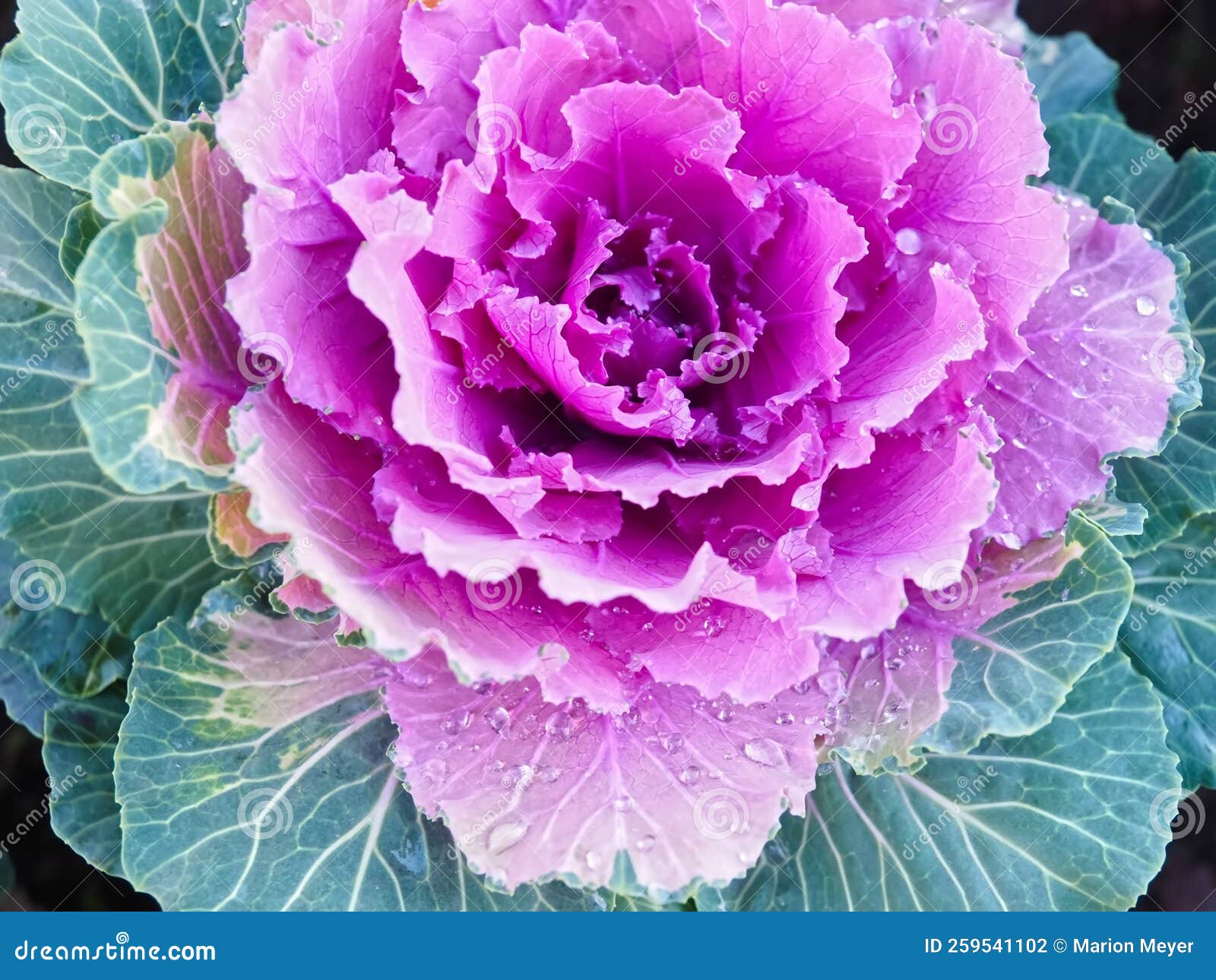 Brassica Oleracea Wonderful Blooming Red Cabbage Stock Photo - Image of ...