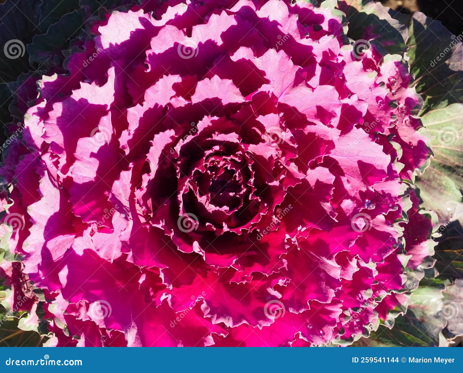 Brassica Oleracea Wonderful Blooming Red Cabbage Stock Photo - Image of ...