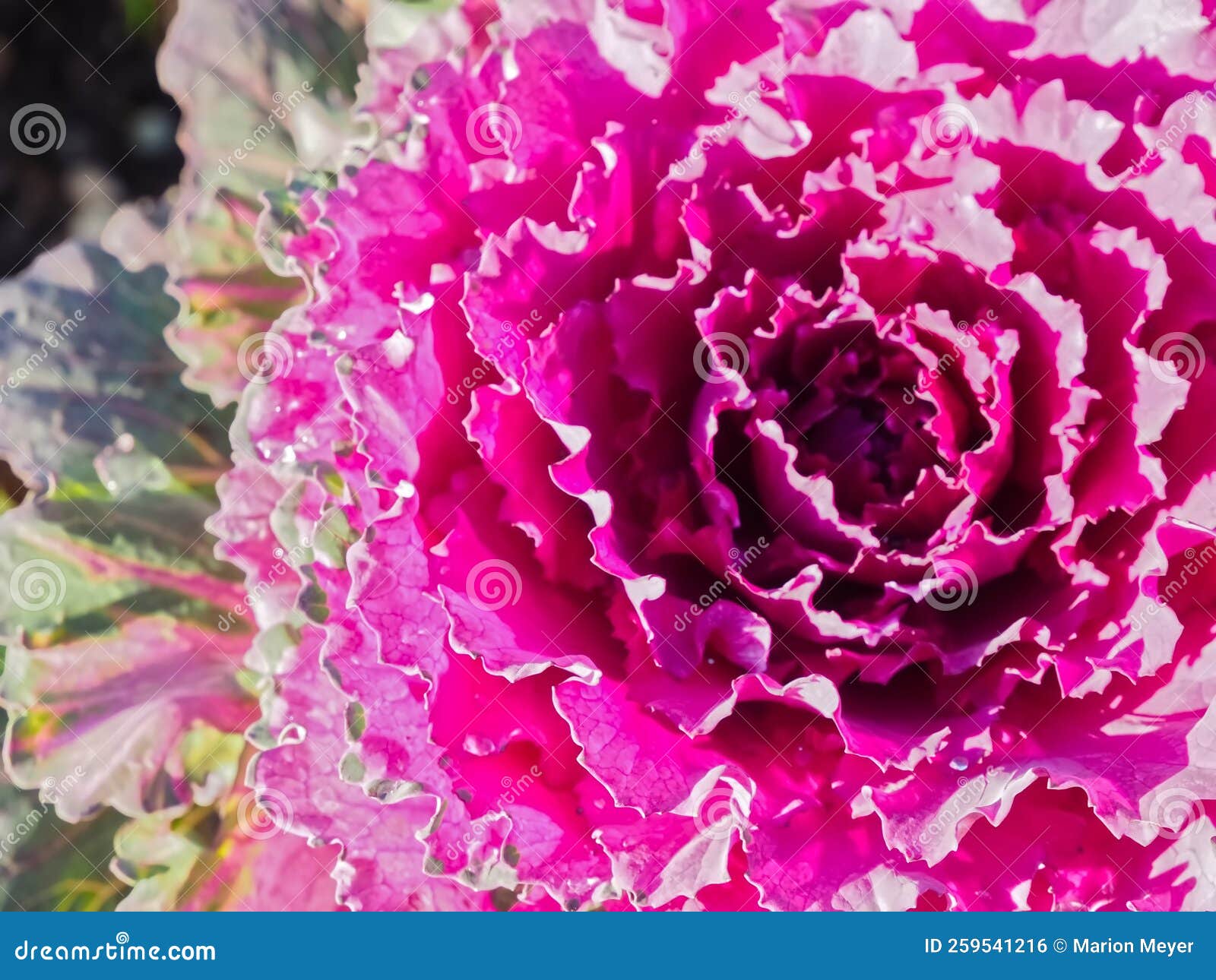 Brassica Oleracea Wonderful Blooming Red Cabbage Stock Photo - Image of ...