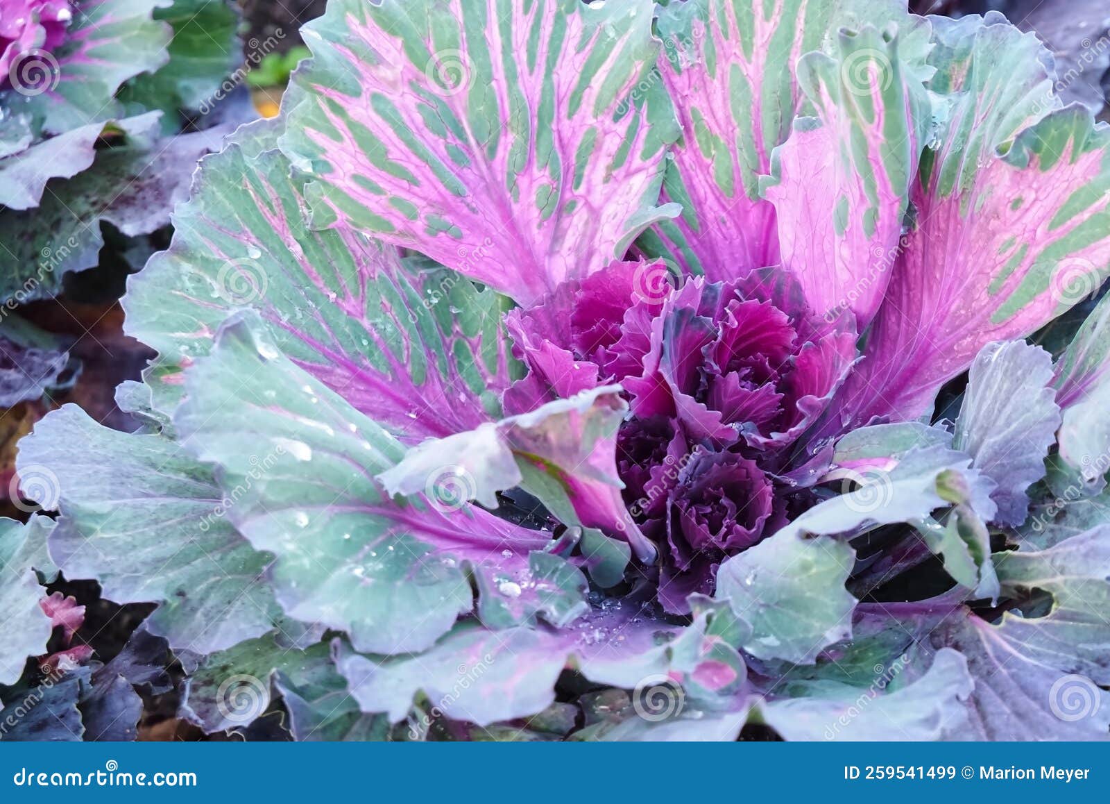 Brassica Oleracea Wonderful Blooming Red Cabbage Stock Image - Image of ...