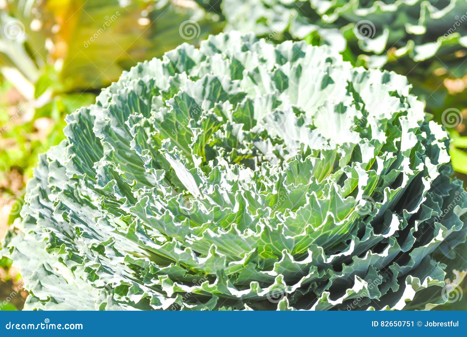 BRASSICACEAE, Cabbage or Common Cabbage Stock Image - Image of plant ...