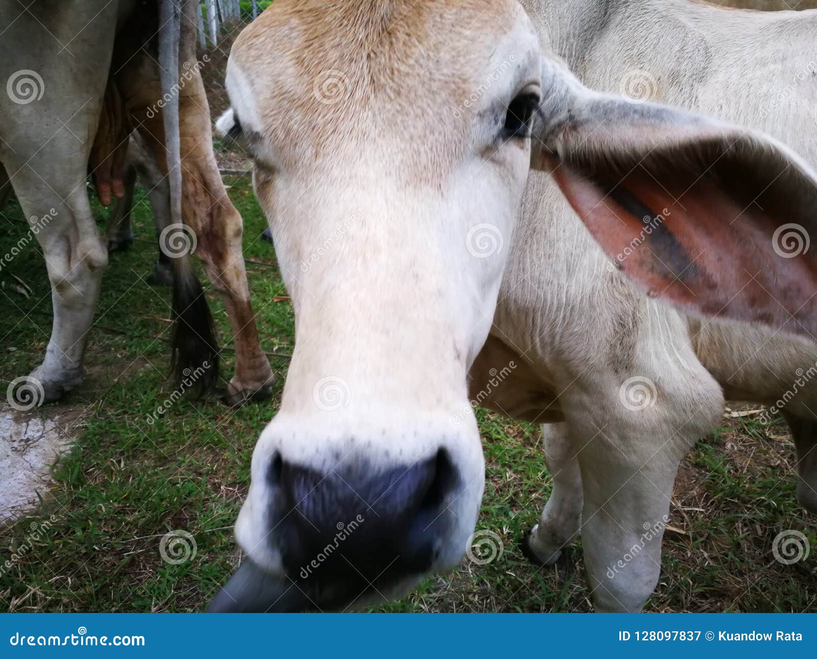 Braune Kuh stockbild. Bild von braun, tier, porträt - 128097837