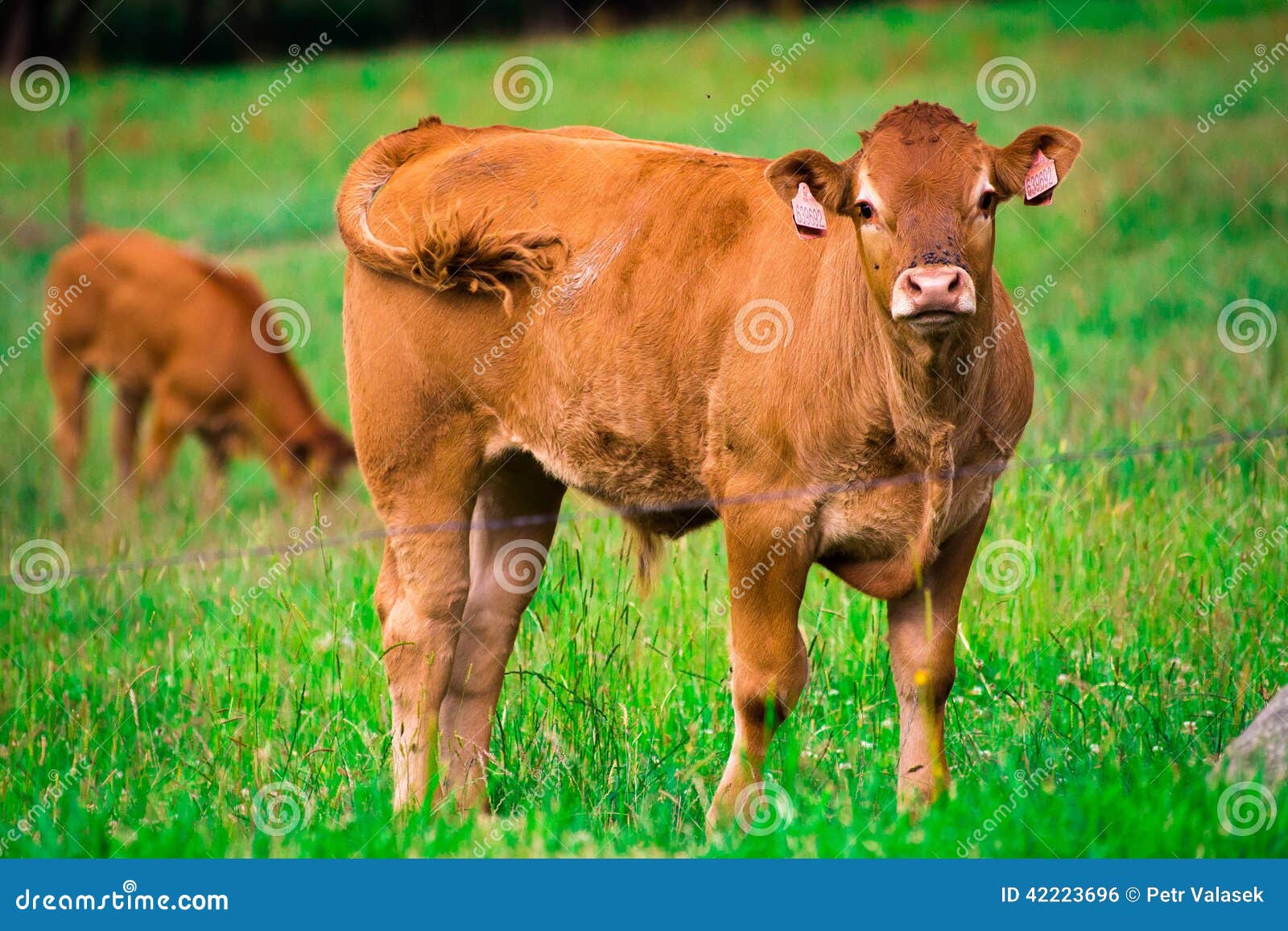 Braune Kuh stockfoto. Bild von land, milch, britisch - 42223696